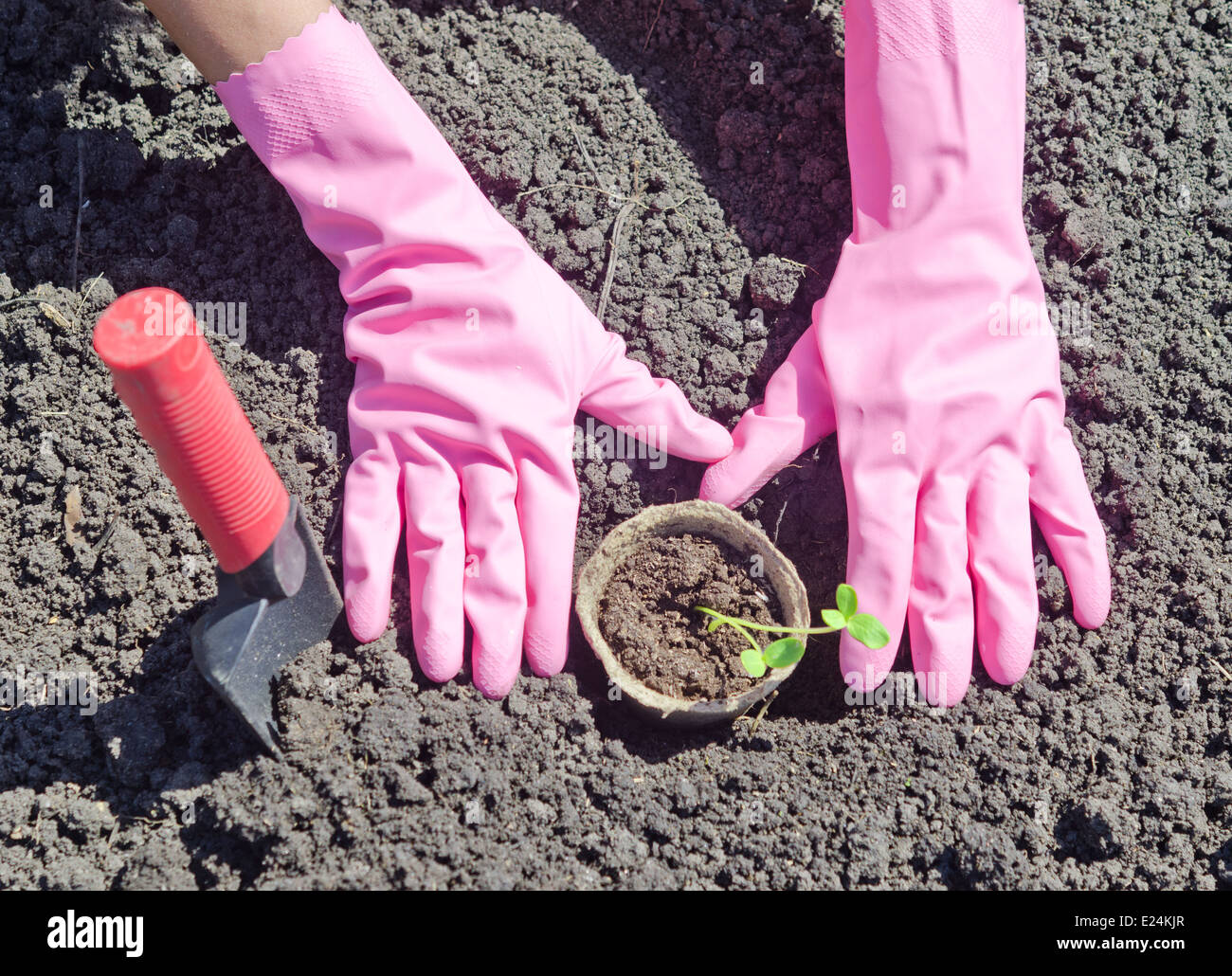 Hands with plant in the garden Stock Photo - Alamy