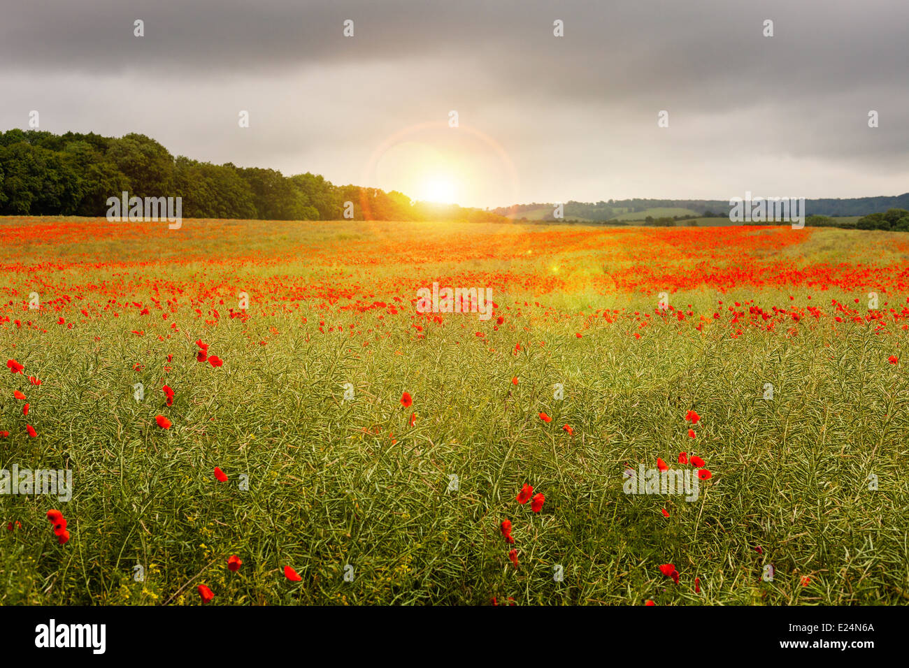 Poppy field sunset hi-res stock photography and images - Alamy