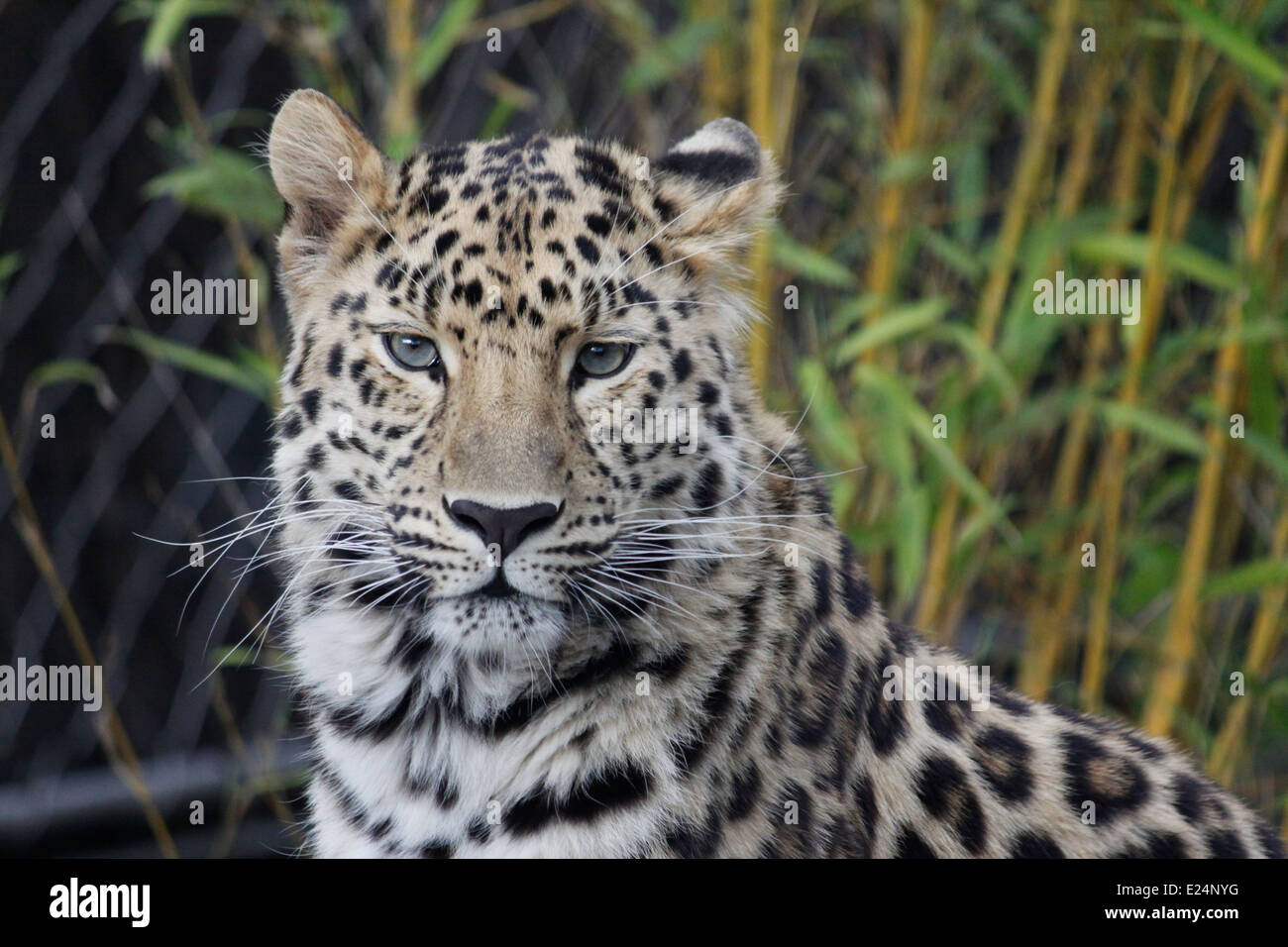 Amur leopard, panthera pardus orientalis, Parc de la Tete d'or, Lyon ...