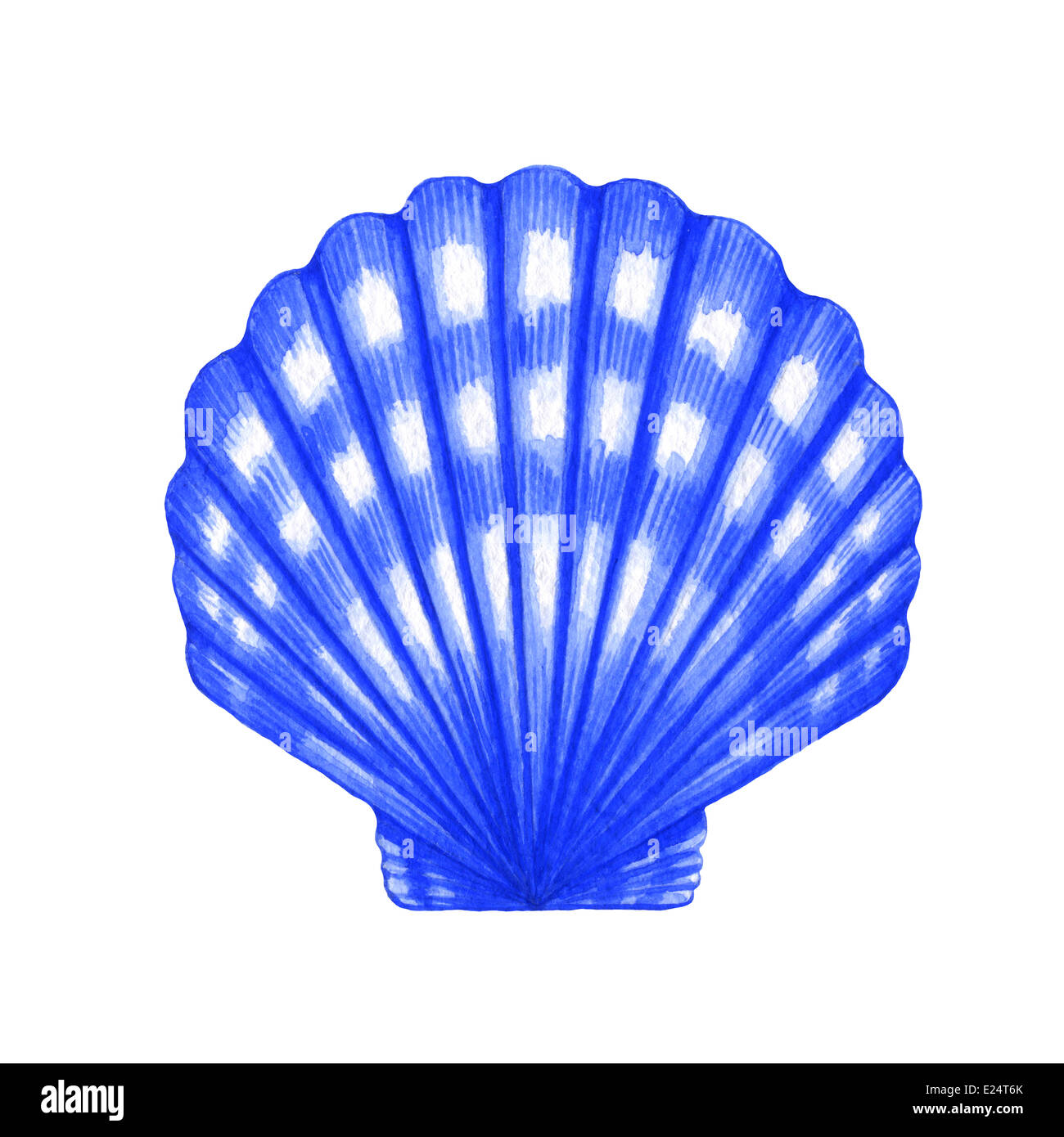 Watercolor illustration of Scallop shell on white background Stock ...