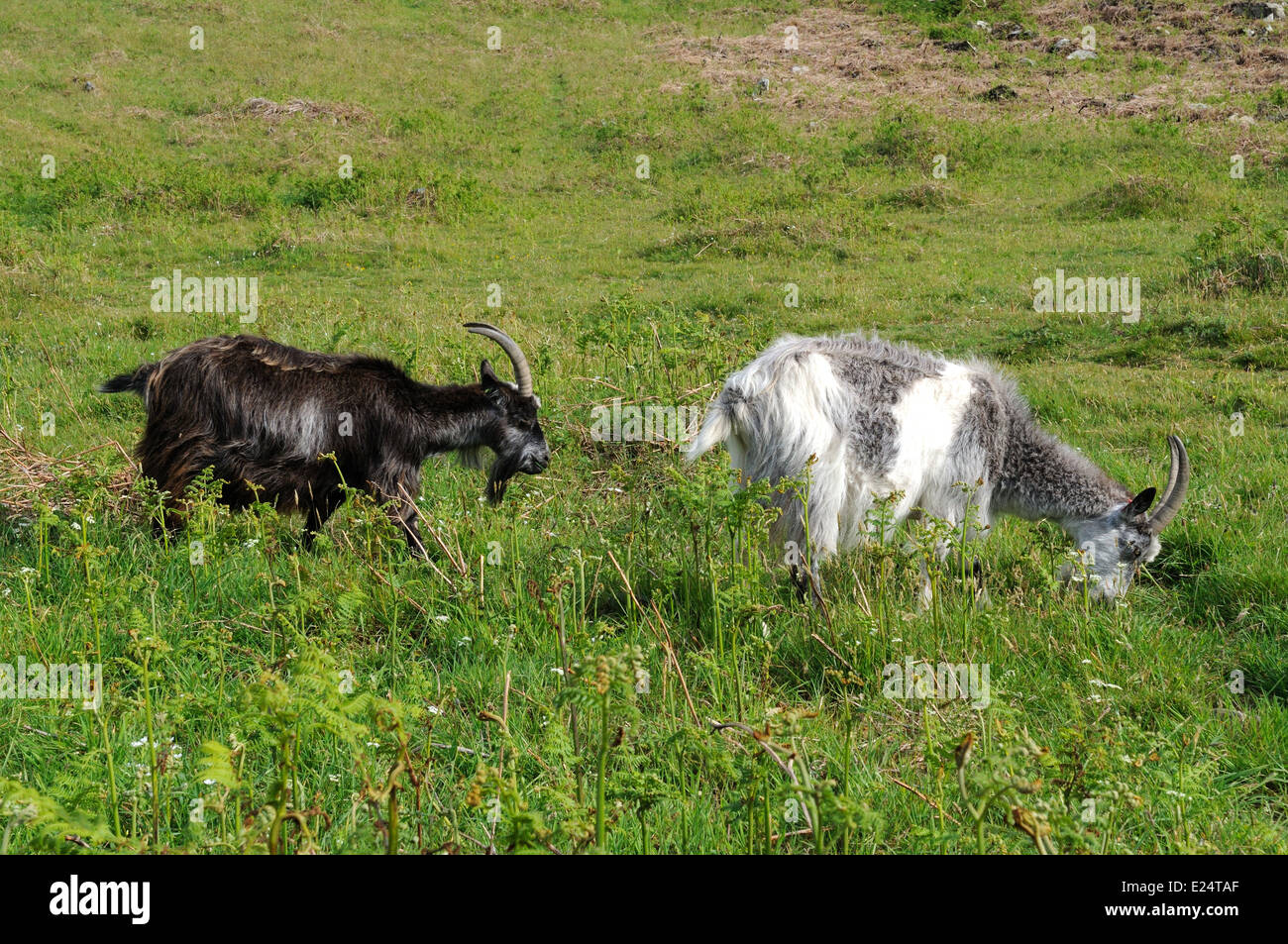 Male feral goat hi-res stock photography and images - Alamy