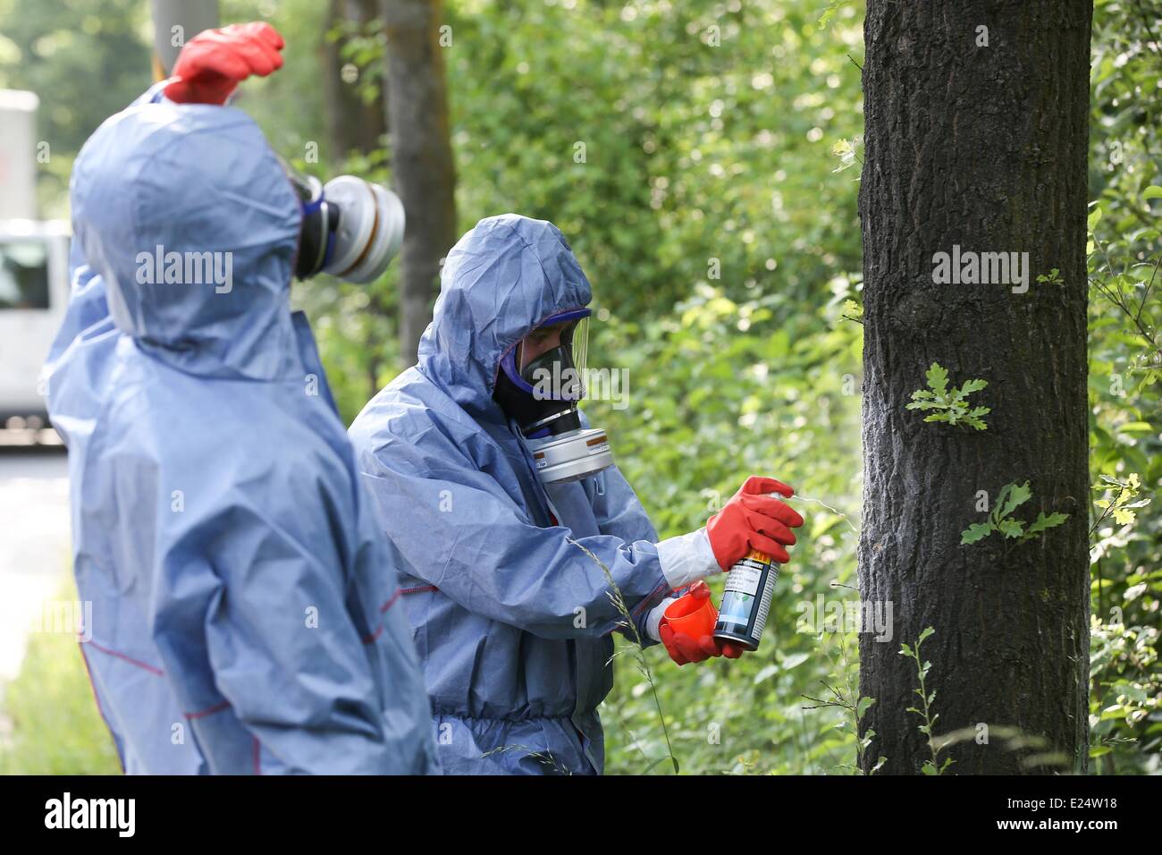 Oak procession moths hi-res stock photography and images - Alamy