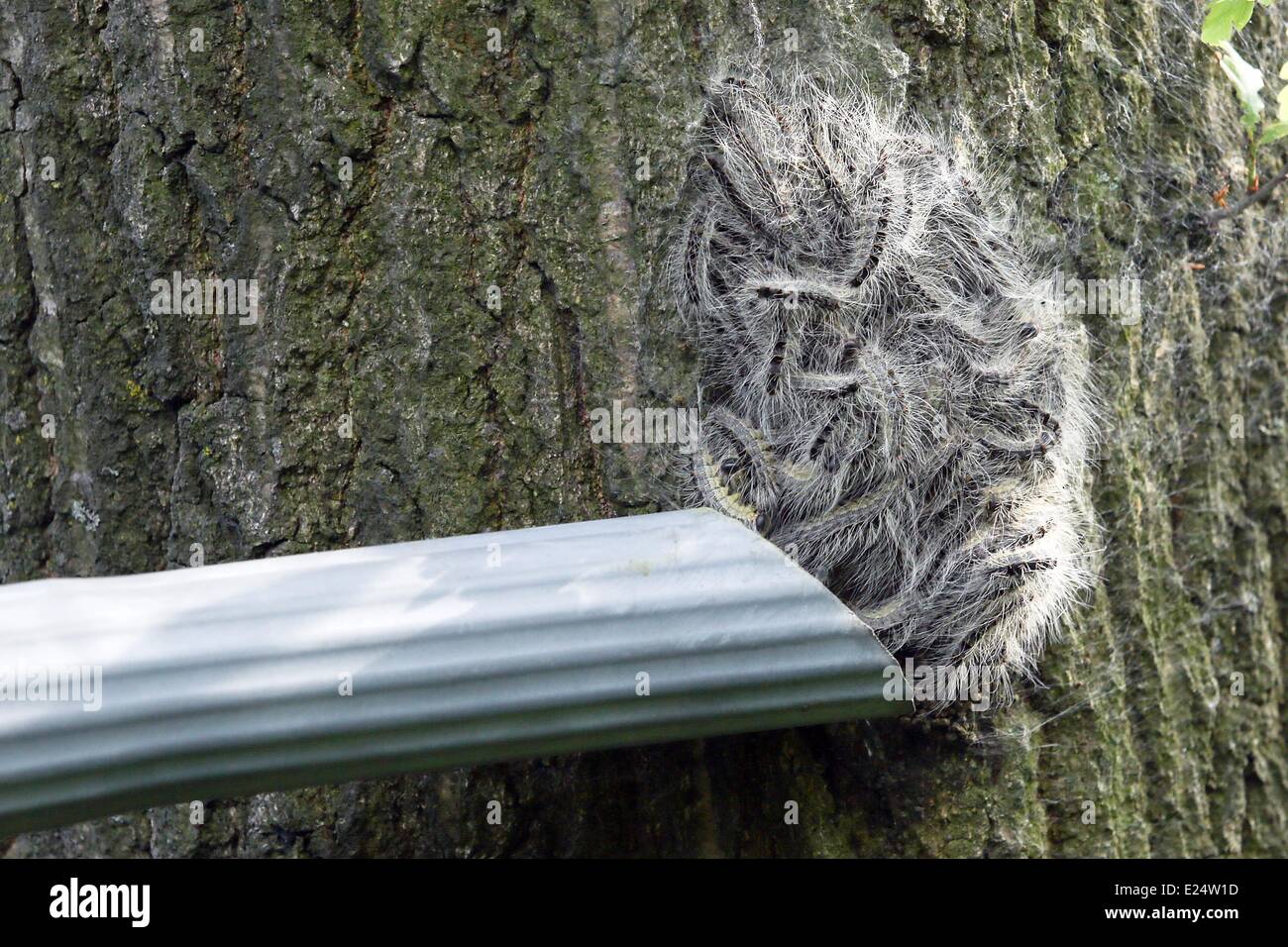Hamburg, Germany. 10th June, 2014. Employees of a tree care company ...