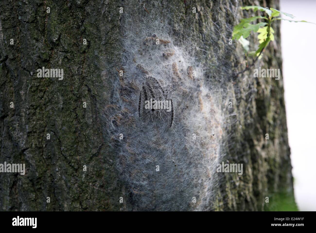 Oak procession moths hi-res stock photography and images - Alamy