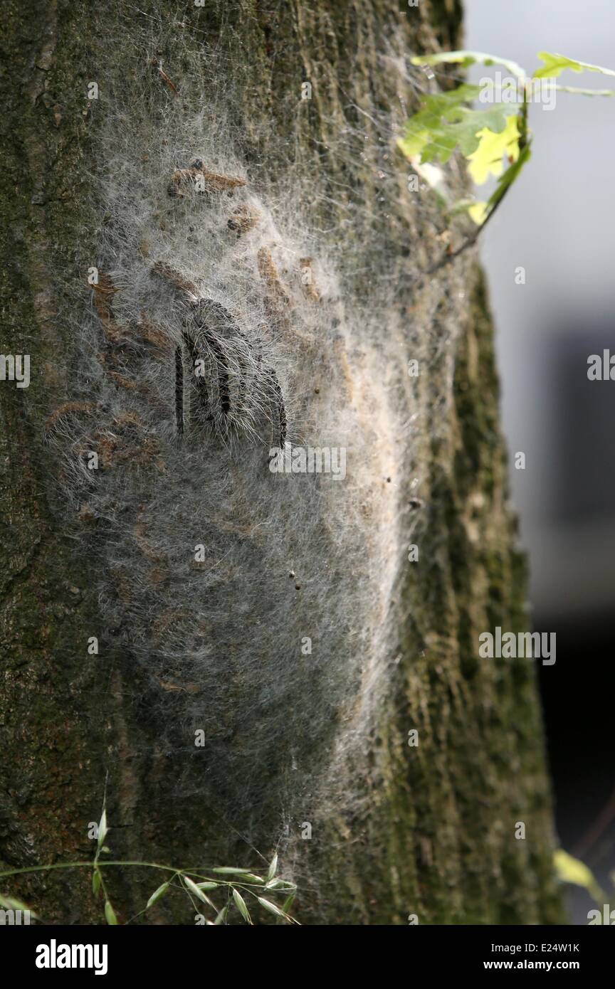 Hamburg, Germany. 10th June, 2014. A nest of oak procession moths, in ...