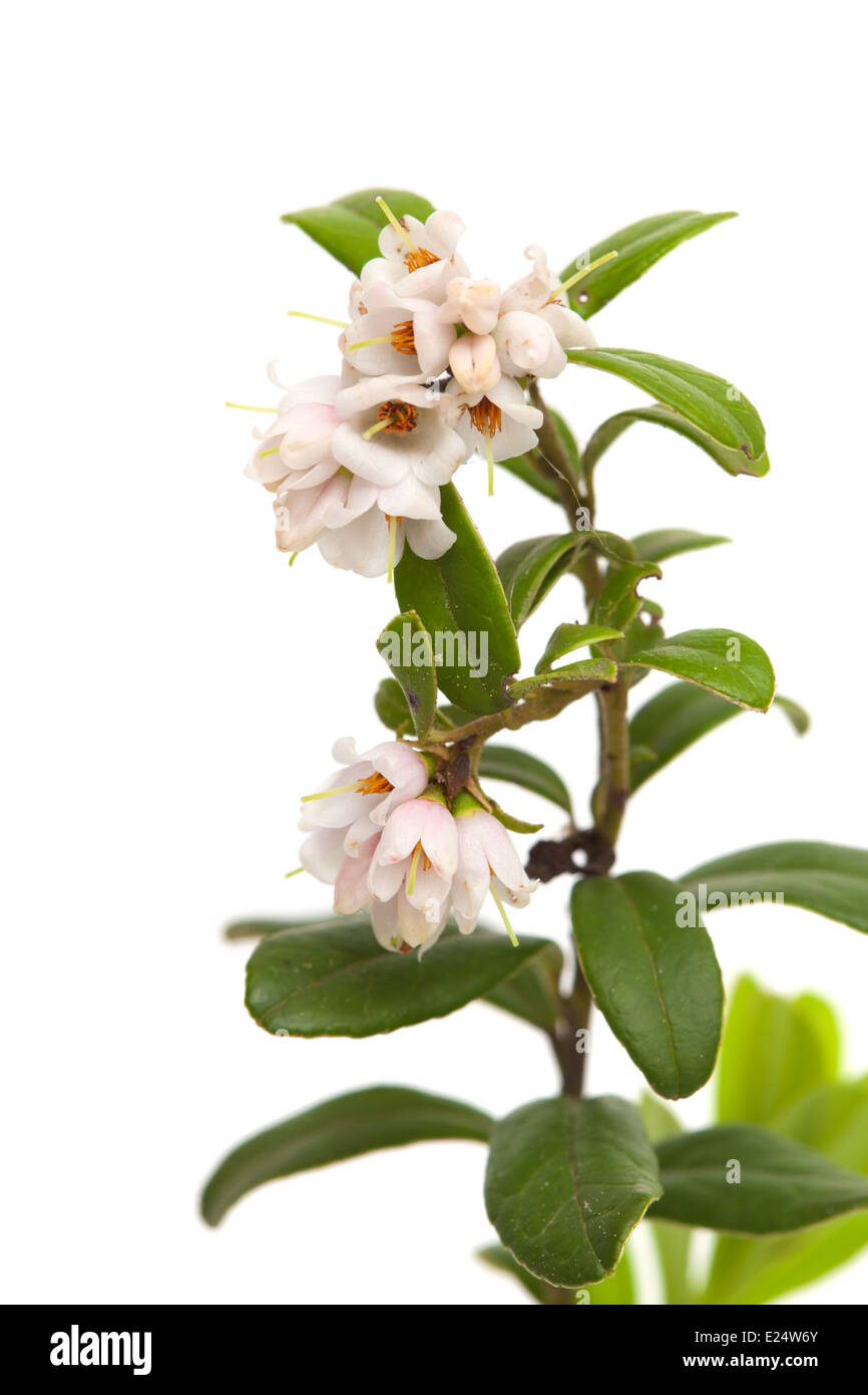 Tiny white flowers on Cut Out Stock Images & Pictures - Alamy