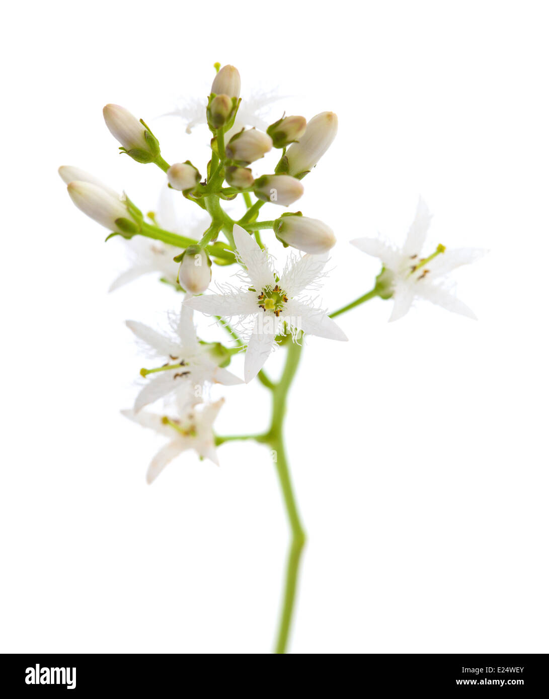Bog bean flowering isolated on white Stock Photo - Alamy