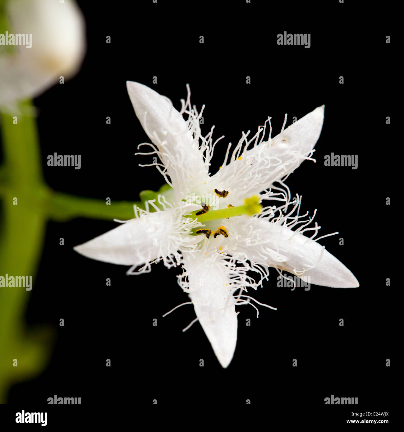 Bog bean flowering isolated on black Stock Photo - Alamy