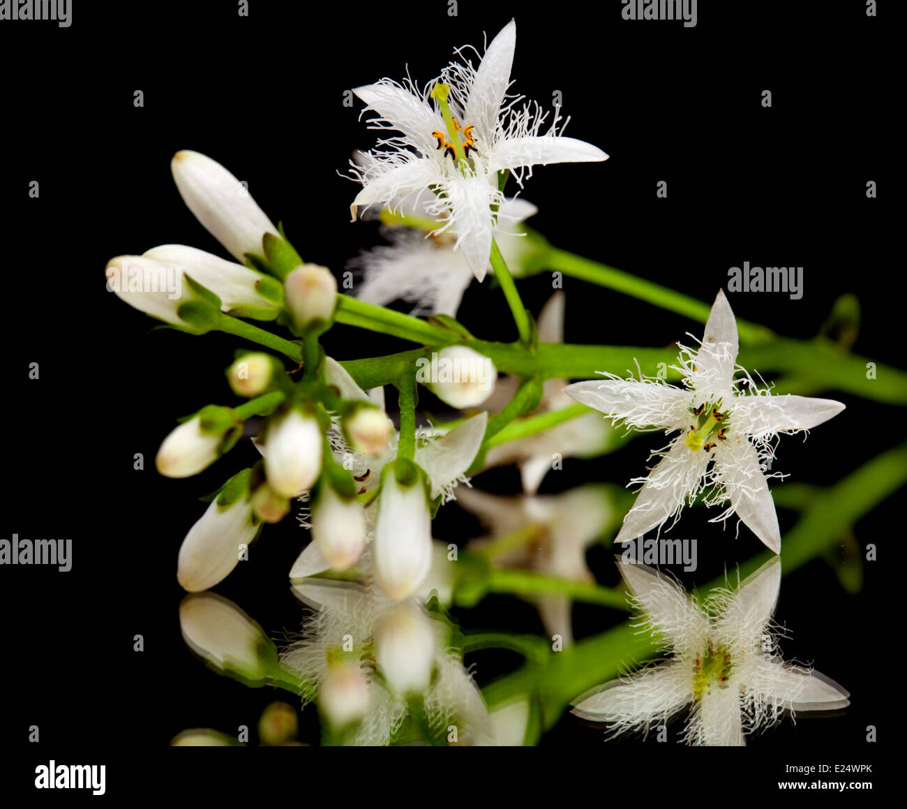 Bog bean flowering isolated on black Stock Photo - Alamy