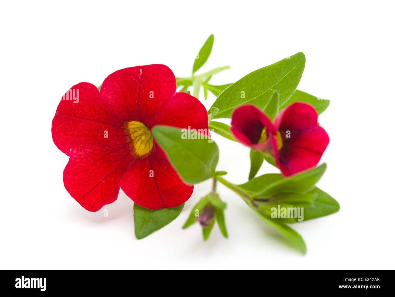 Beautiful white flower petunia Cut Out Stock Images & Pictures - Alamy