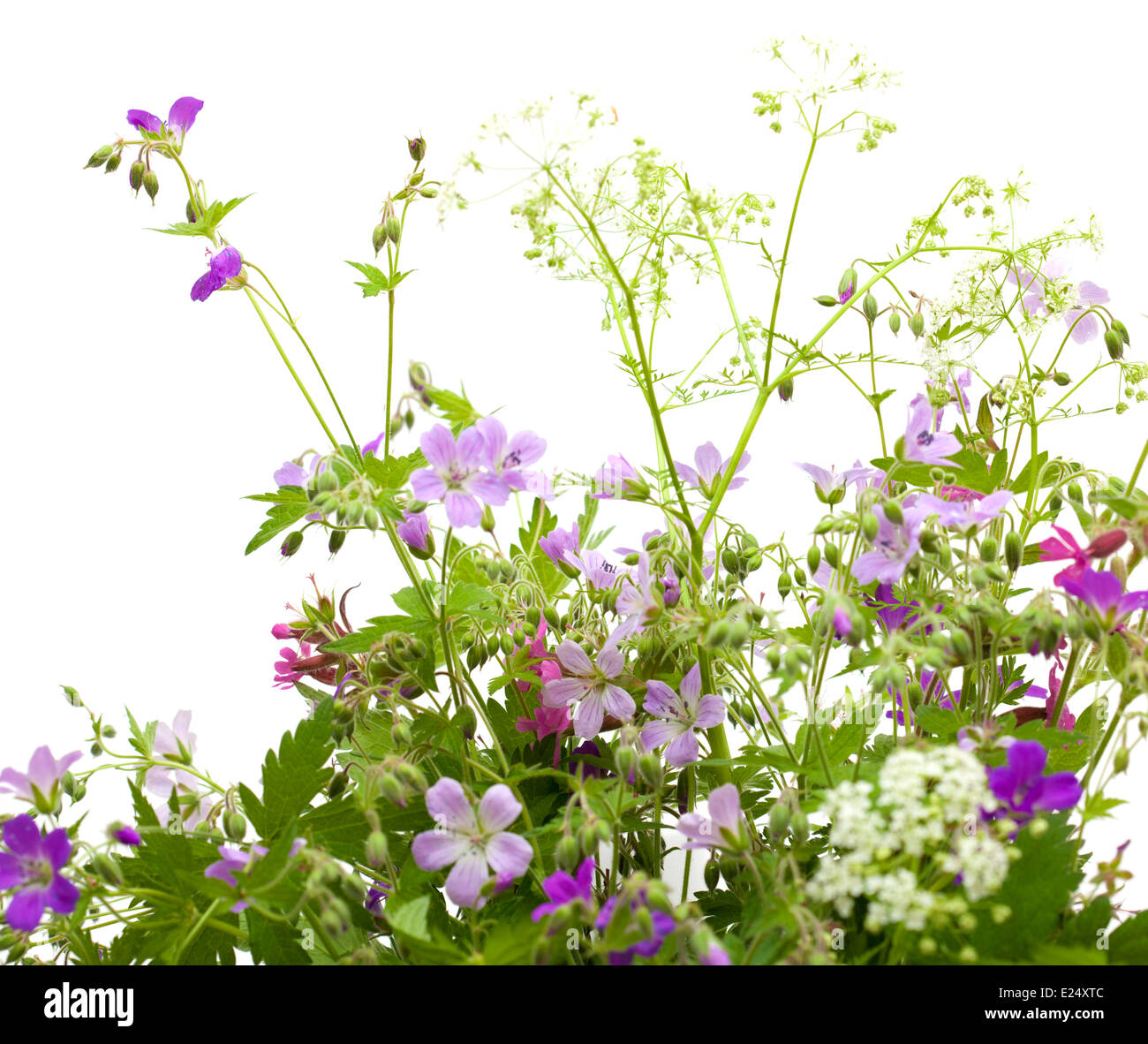 wild flowers bunch isolated on white Stock Photo - Alamy