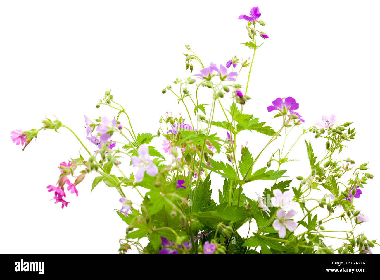 wild flowers bunch isolated on white Stock Photo - Alamy