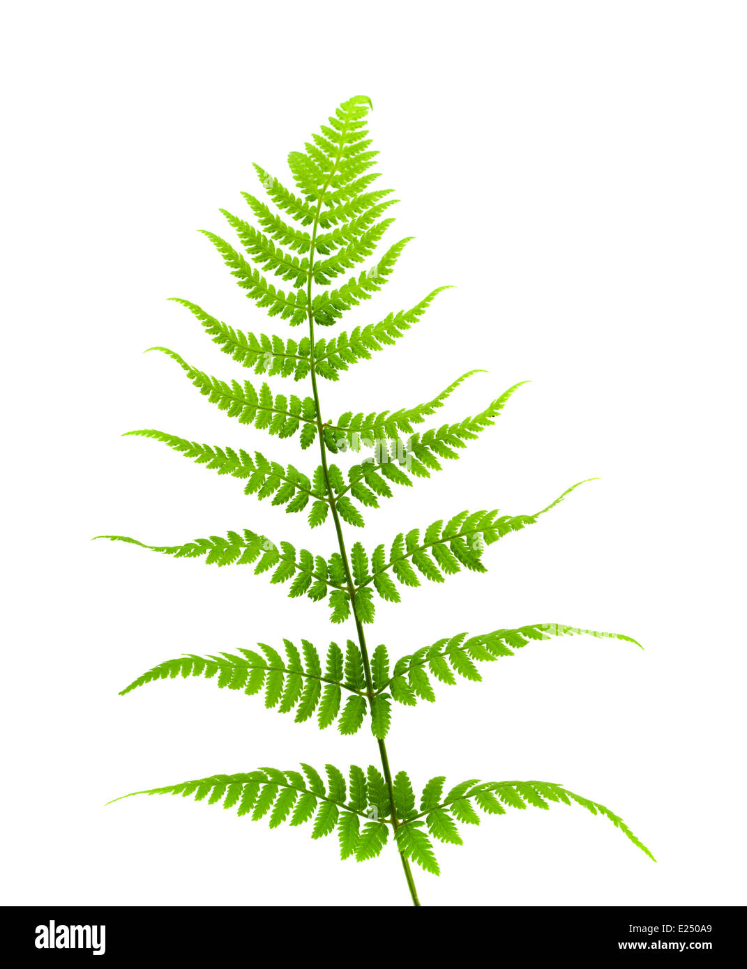 Fern leaflet Cut Out Stock Images & Pictures - Alamy