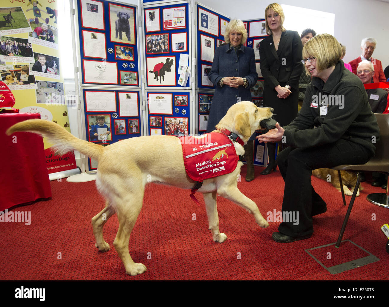 Cancer detection dog hi-res stock photography and images - Alamy