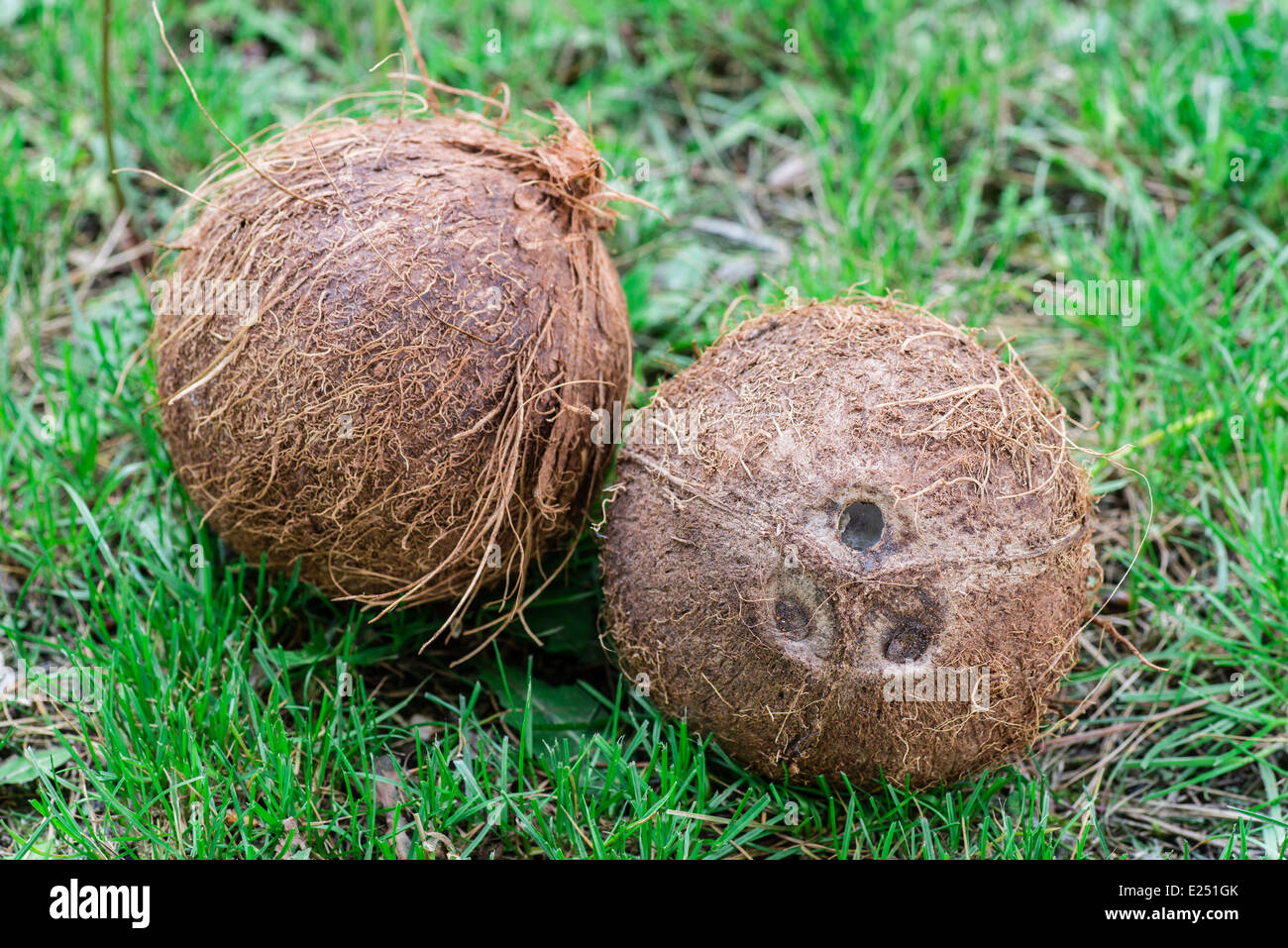 Nutrition coconut hi-res stock photography and images - Alamy