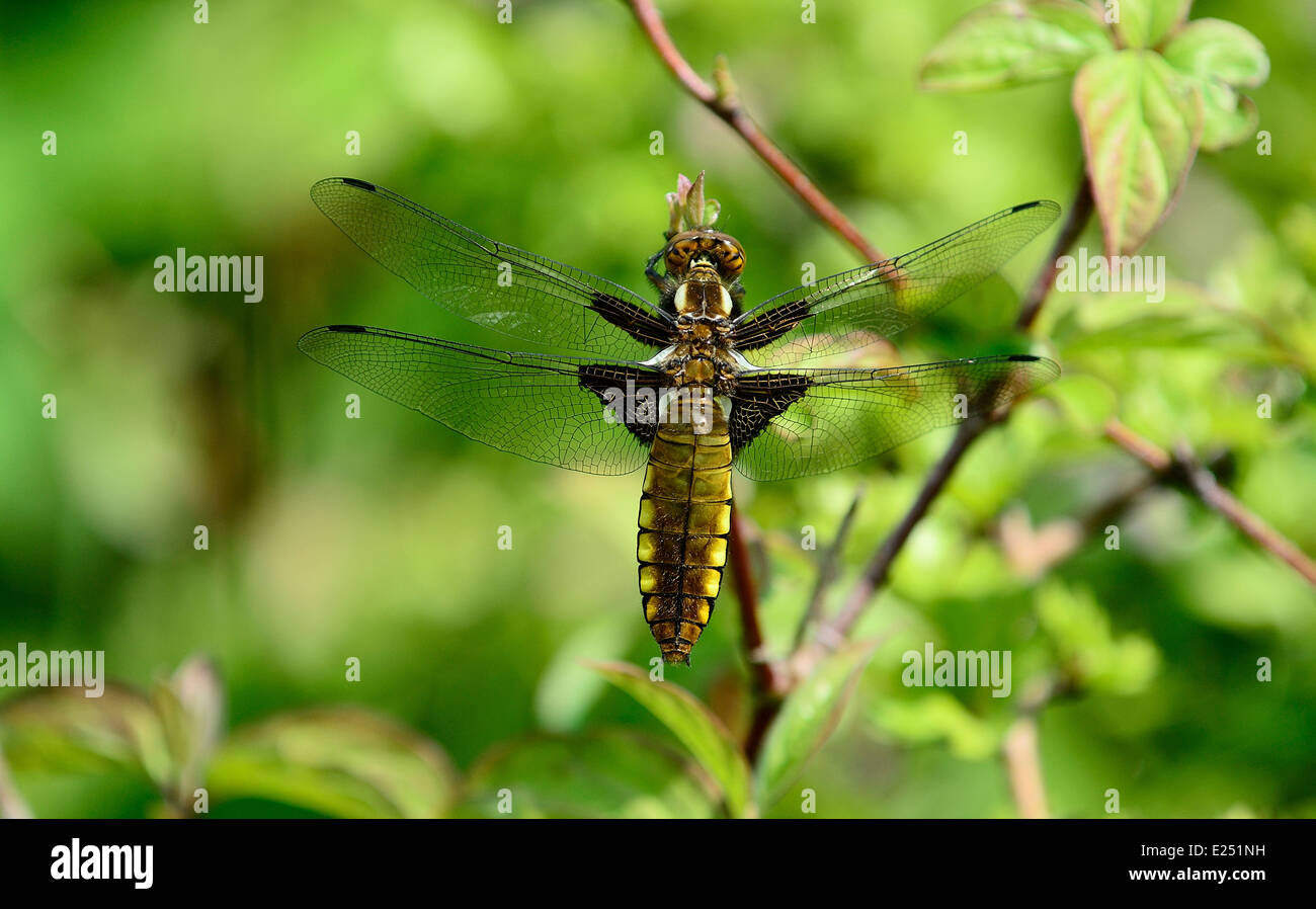 Female broad-bodied chaser dragonfly at rest Stock Photo - Alamy