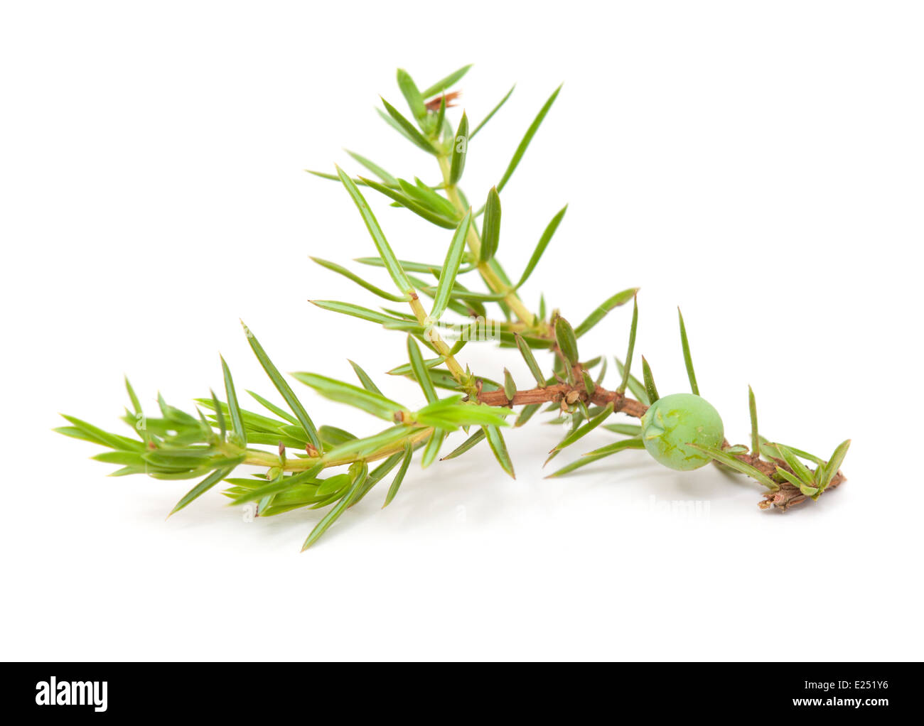 juniper twig with green berries isolated Stock Photo - Alamy