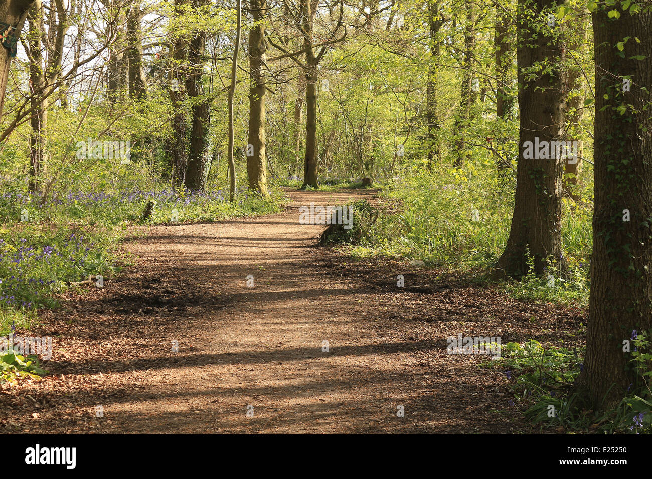 Woodland path trees hi-res stock photography and images - Alamy