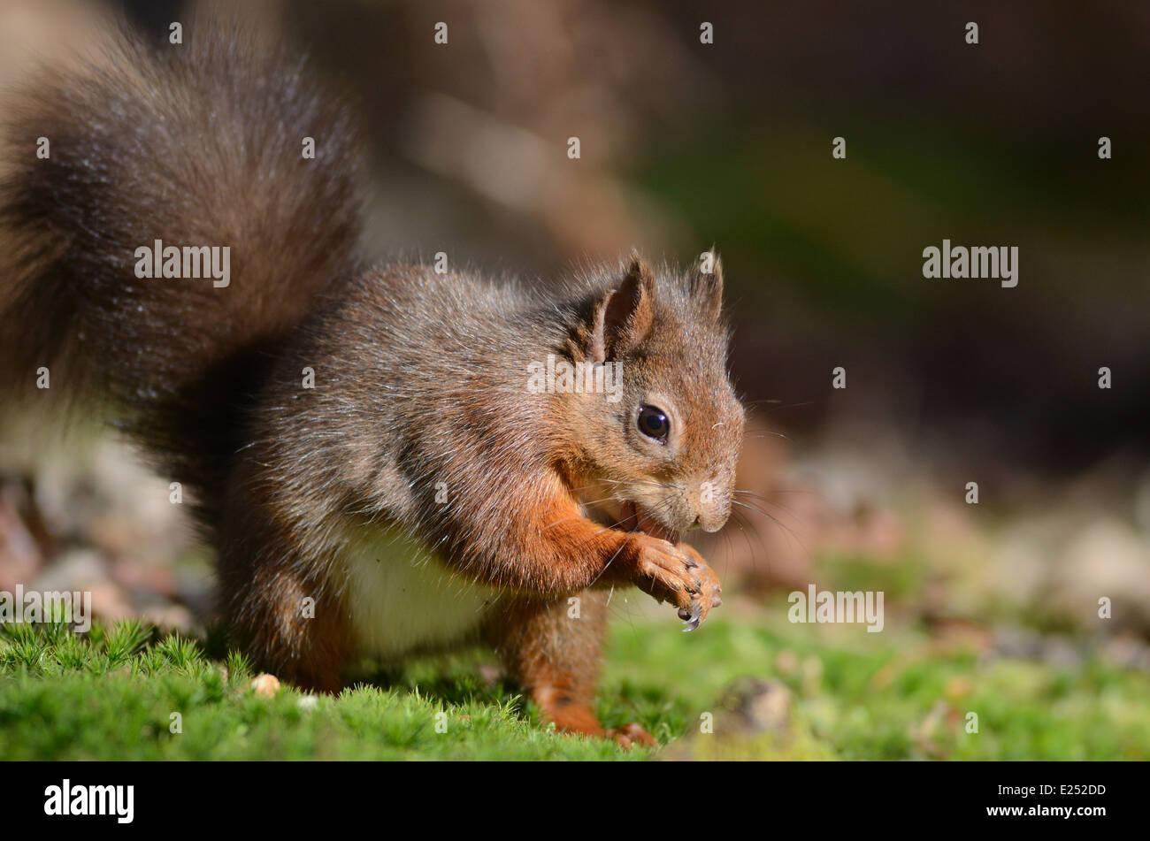 Squirrels in the uk hi-res stock photography and images - Alamy
