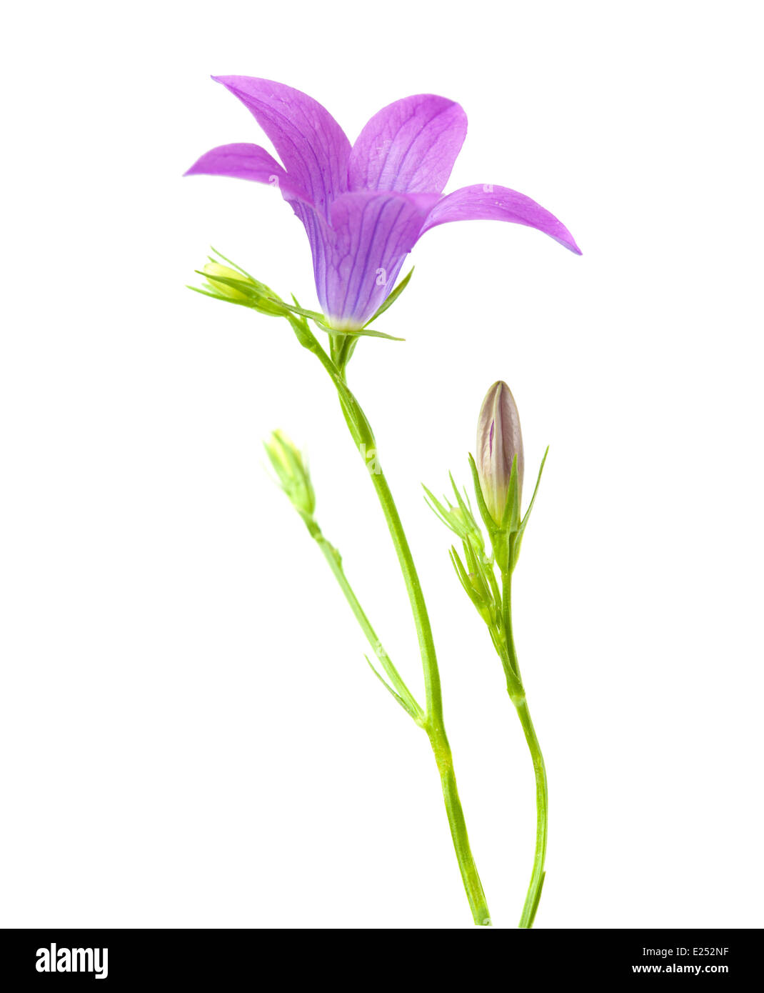 On spreading bellflower campanula patula hi-res stock photography and ...