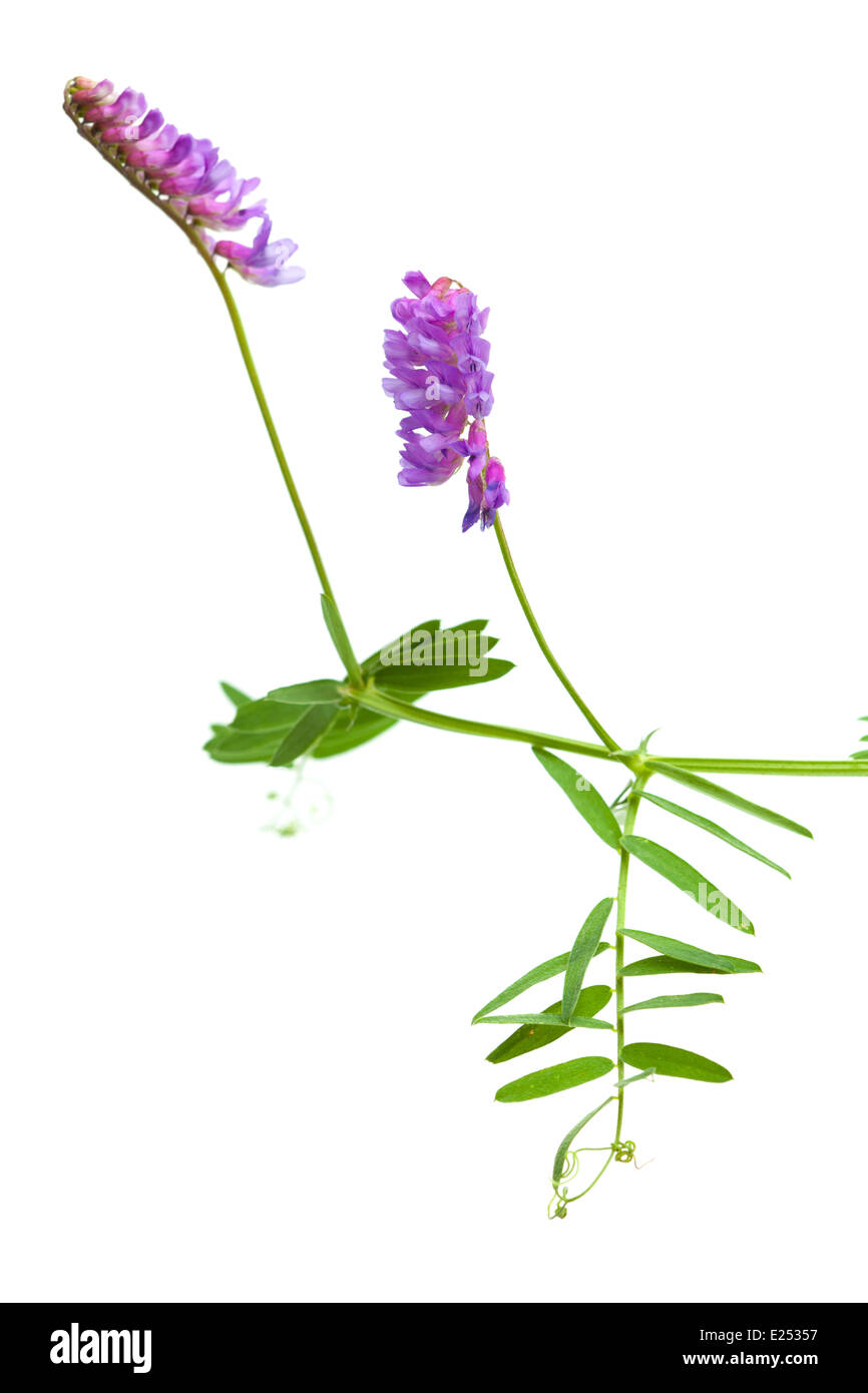 vetch isolated on white background Stock Photo - Alamy