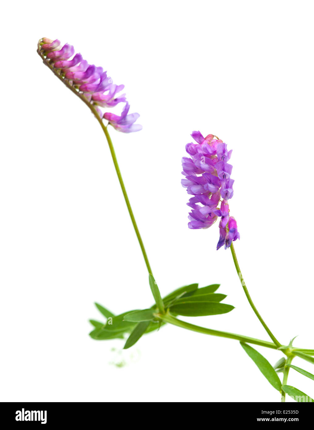 vetch isolated on white background Stock Photo - Alamy
