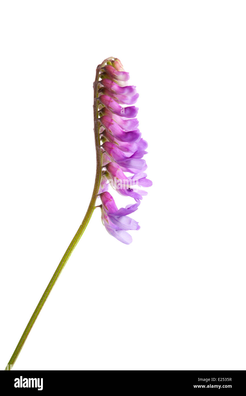 vetch isolated on white background Stock Photo - Alamy