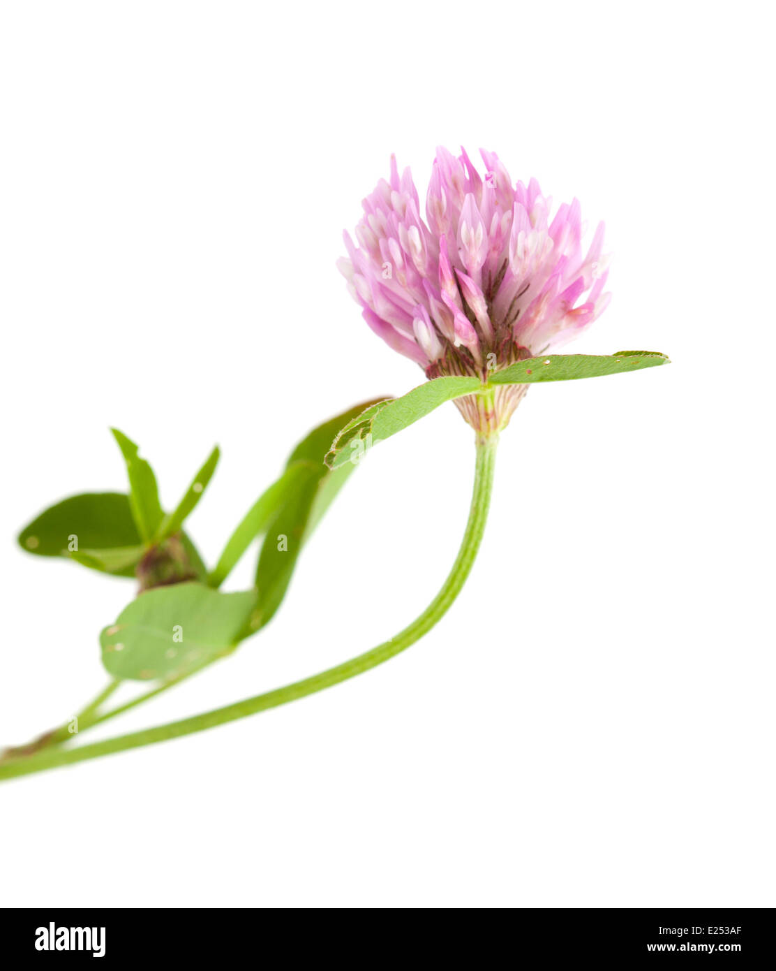 pink clover isolated on white Stock Photo - Alamy