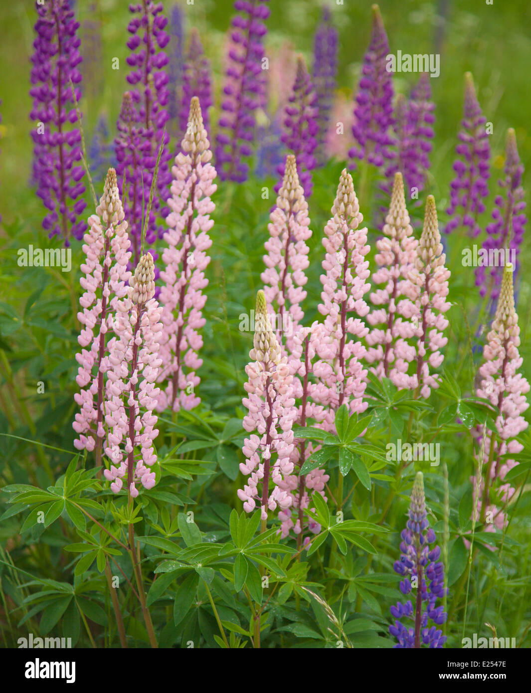 Narrow lupine hi-res stock photography and images - Alamy