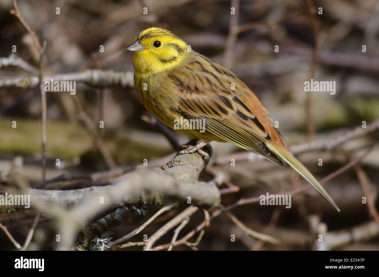 Yellowhammer close up hi-res stock photography and images - Alamy