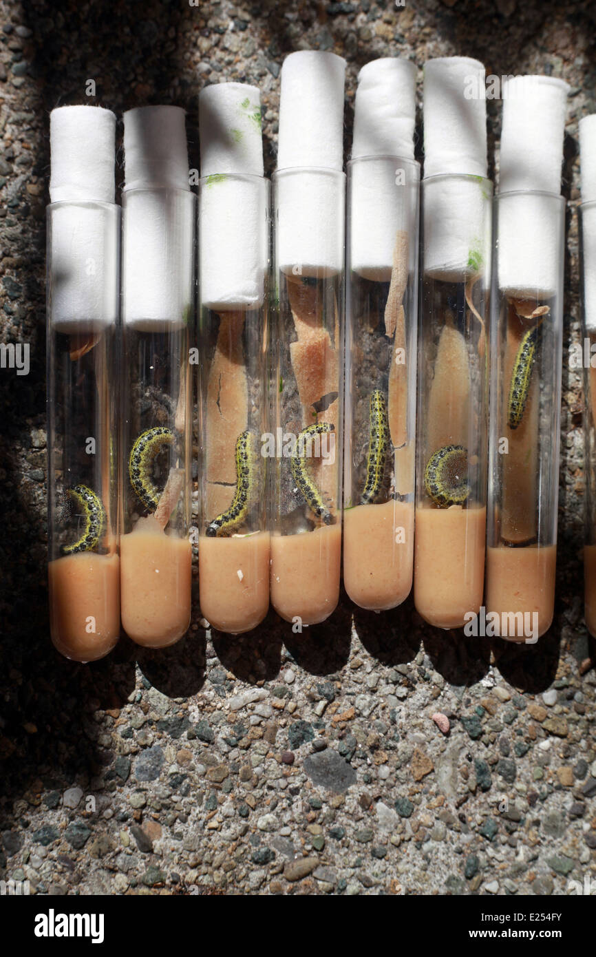 Caterpillars of the great white butterfly in test tubes, Nelson, New ...