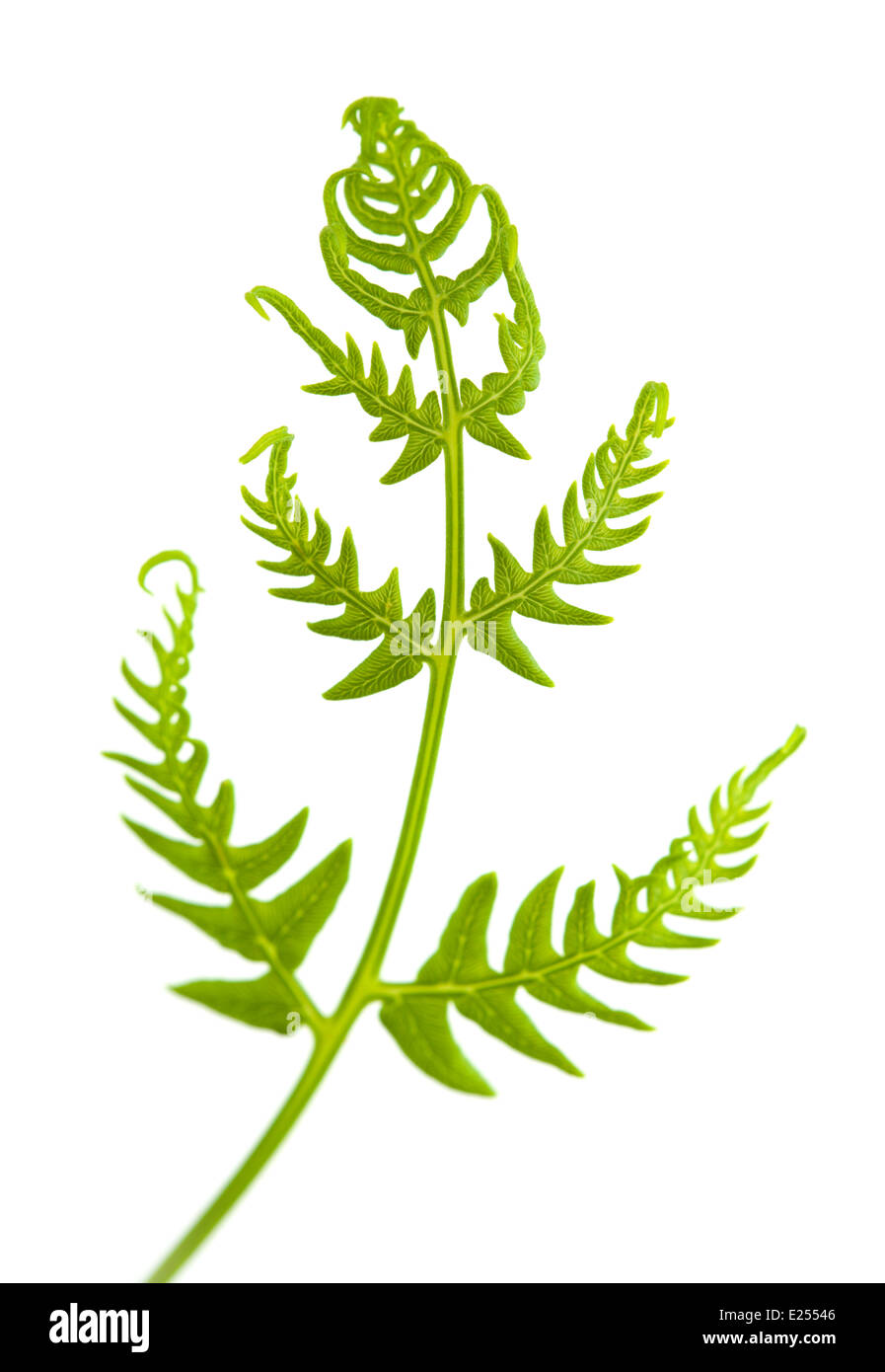 young leaf of Pteridium bracken fern isolated Stock Photo - Alamy