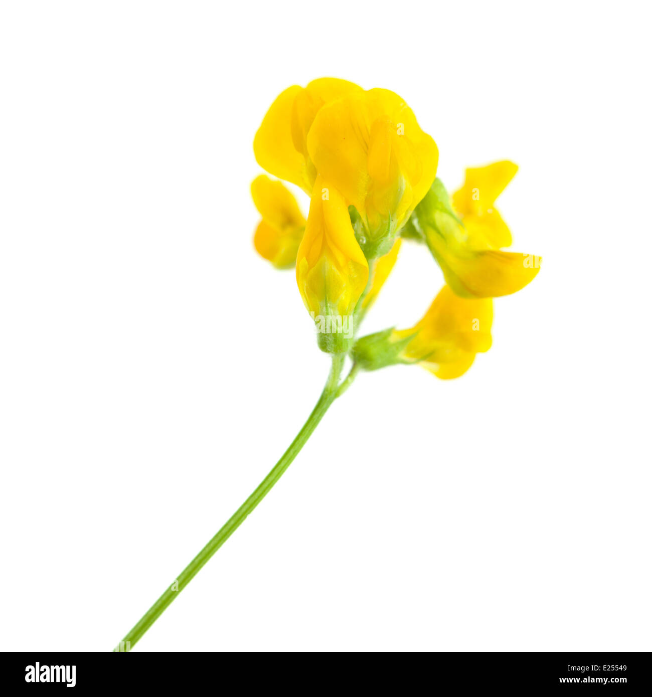 Yellow vetchling hi-res stock photography and images - Alamy