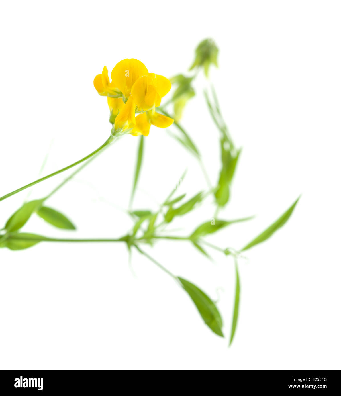 yellow flowers of meadow vetchling isolated on white Stock Photo - Alamy