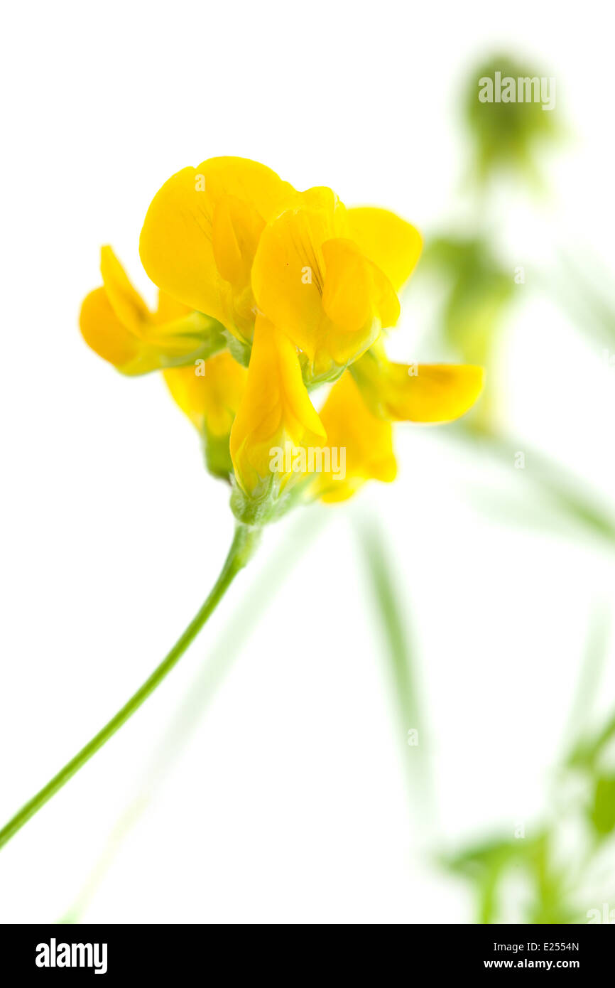 Yellow vetchling hi-res stock photography and images - Alamy