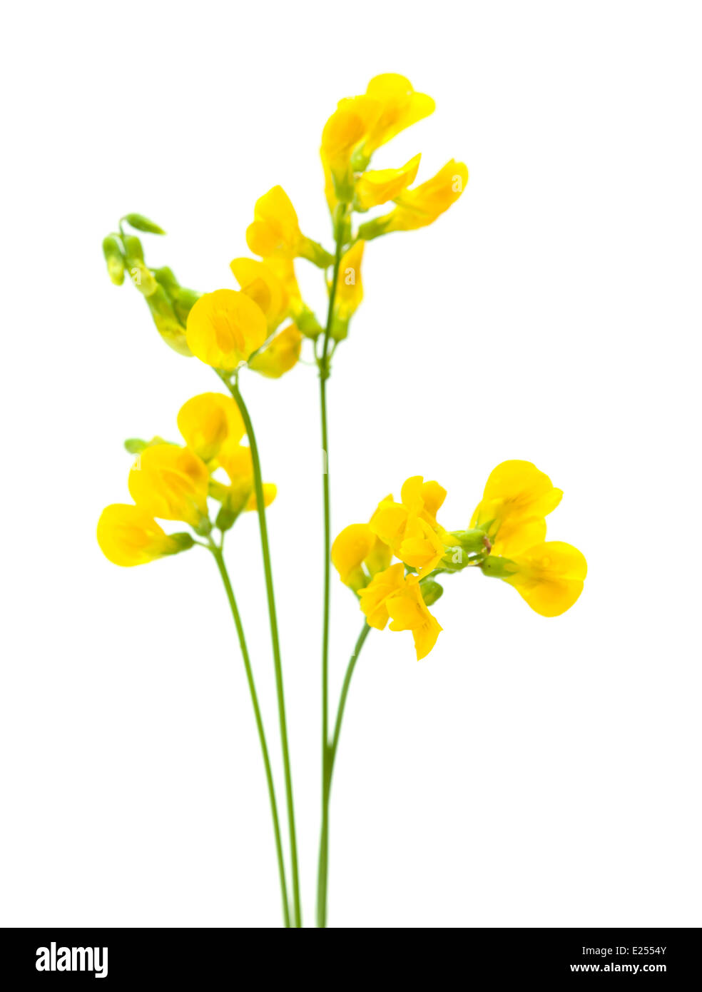 yellow flowers of meadow vetchling isolated on white Stock Photo - Alamy