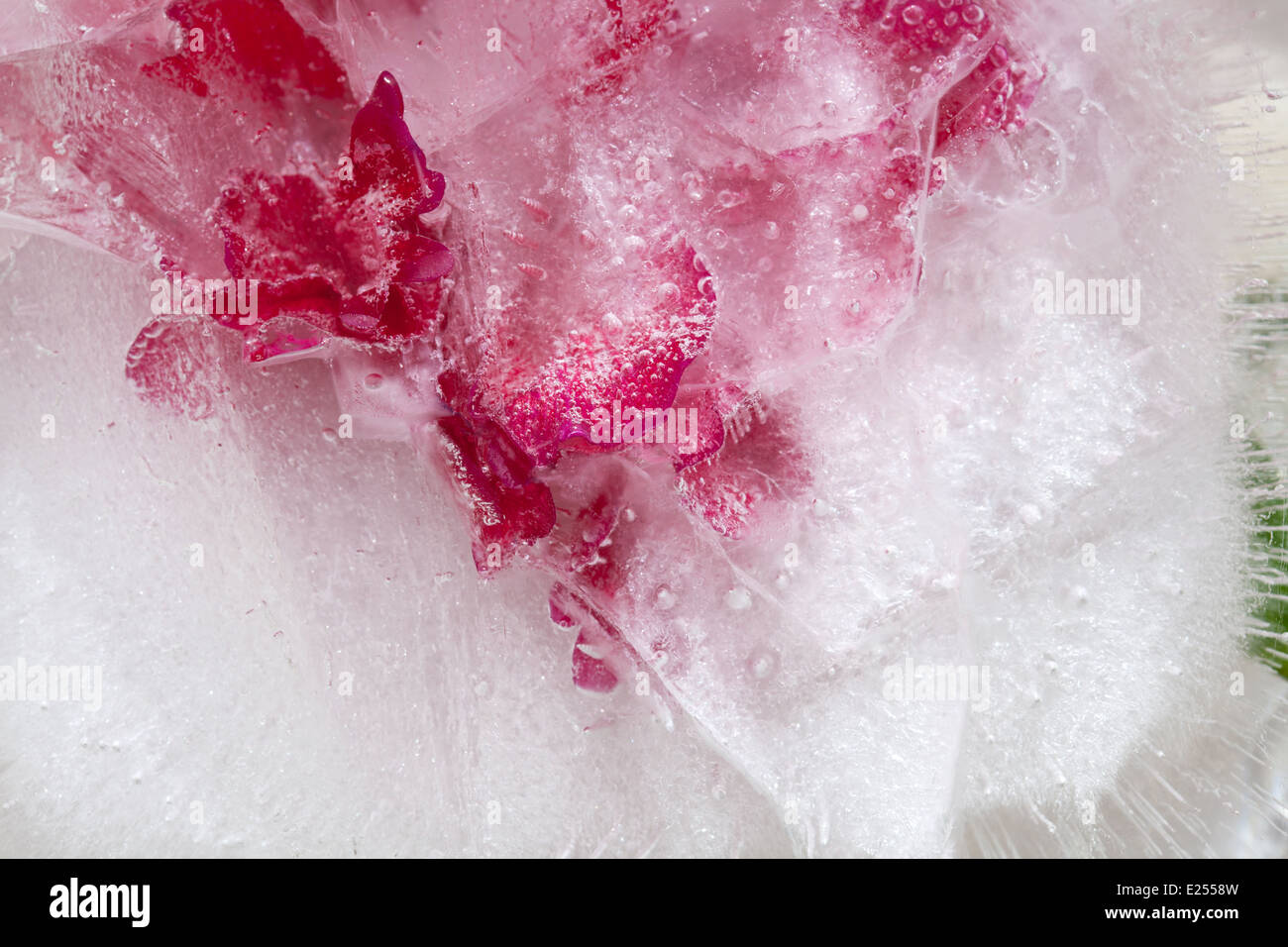 Seen through petals hi-res stock photography and images - Alamy