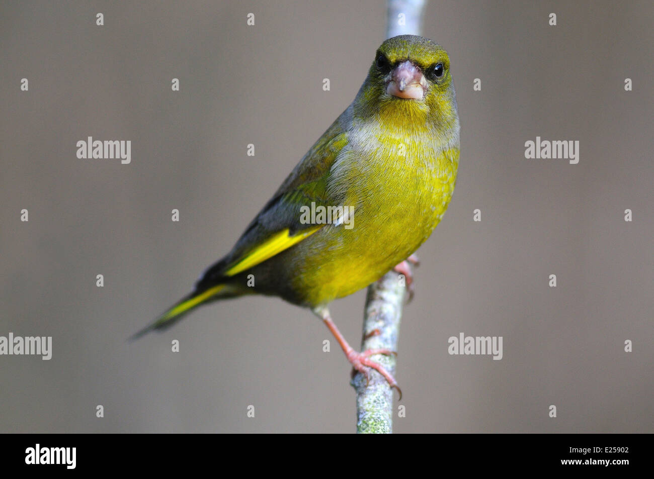 Common greenfinches hi-res stock photography and images - Alamy