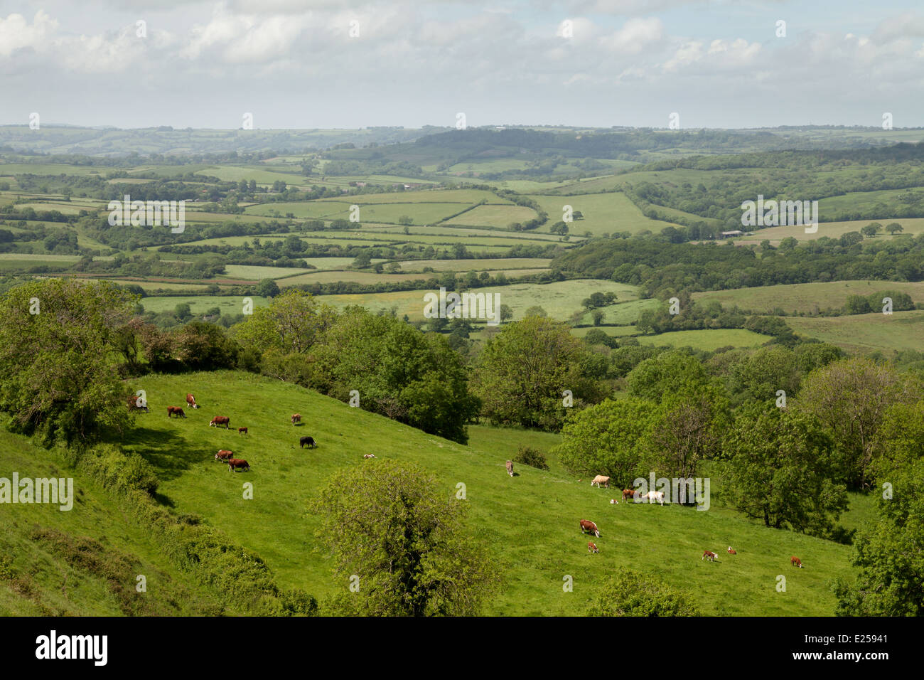 Dorset countryside hi-res stock photography and images - Alamy