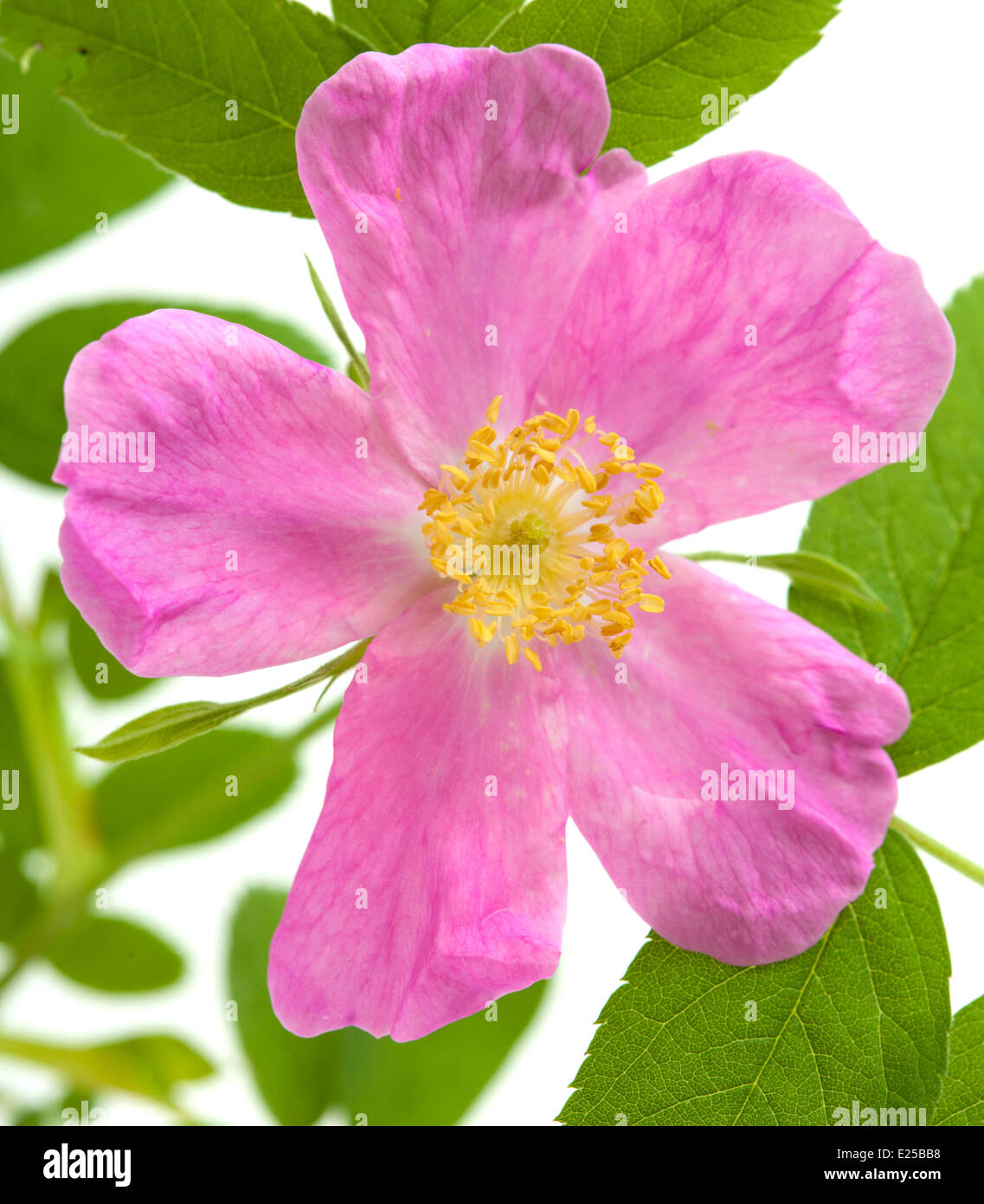 pink dog rose isolated on white Stock Photo - Alamy