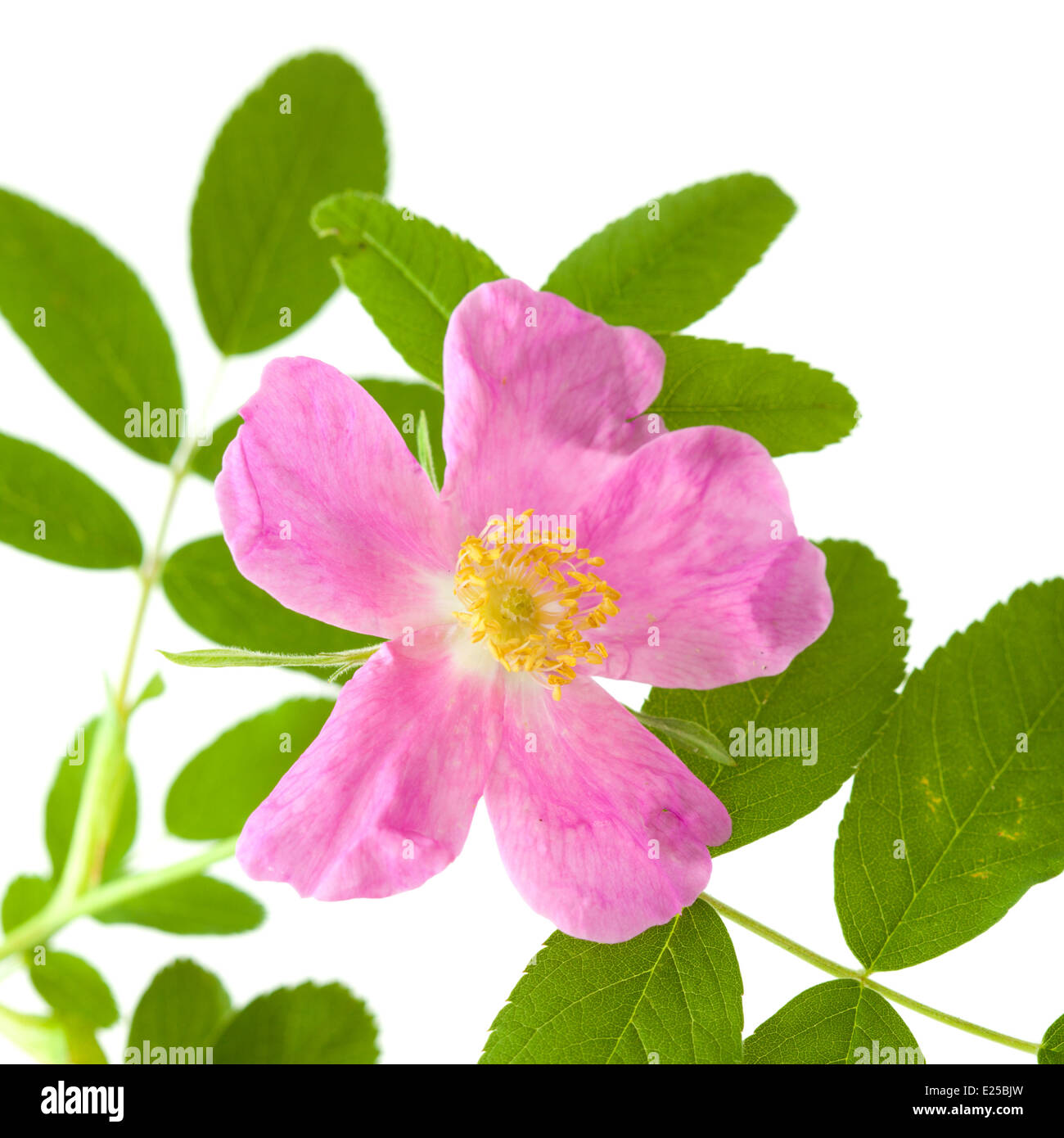 pink dog rose isolated on white Stock Photo - Alamy