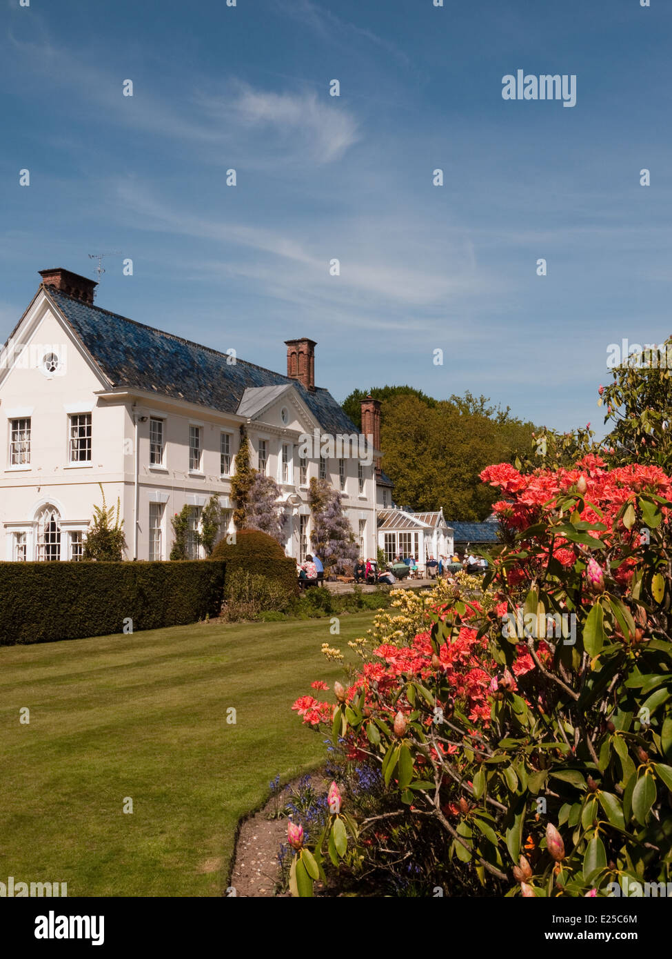 The Beautiful Rhododendron and Azaleas in the gardens of Stody Lodge in ...