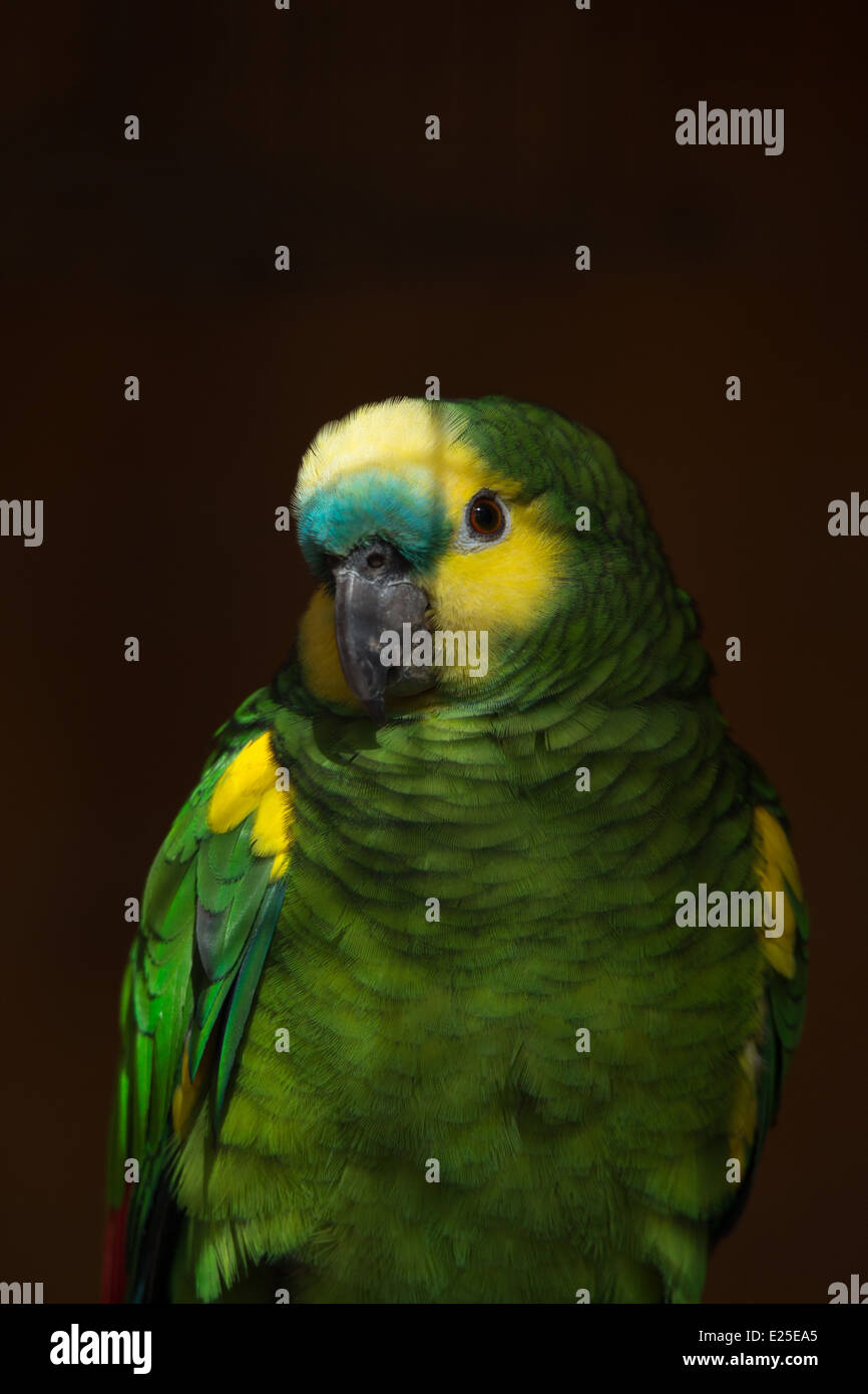 A Blue-fronted Amazon Stock Photo - Alamy