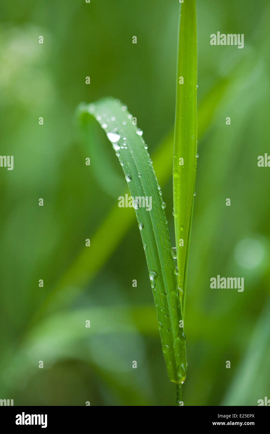 wet grass natural macro background Stock Photo - Alamy