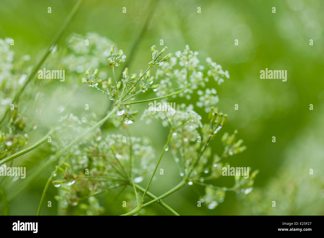 wet grass natural macro background Stock Photo - Alamy