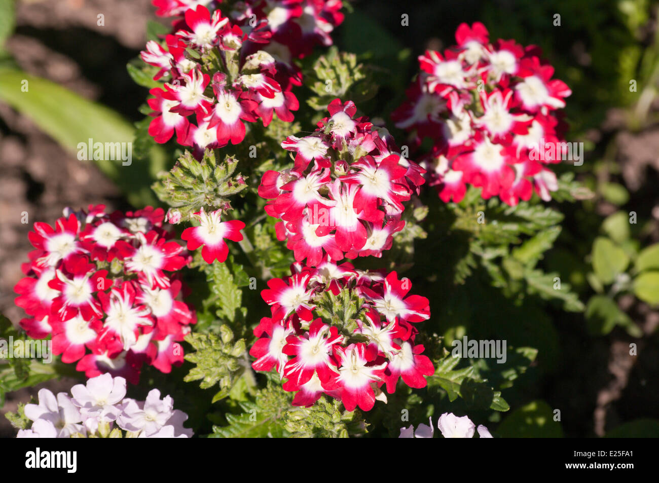 Red white annuals hi-res stock photography and images - Alamy