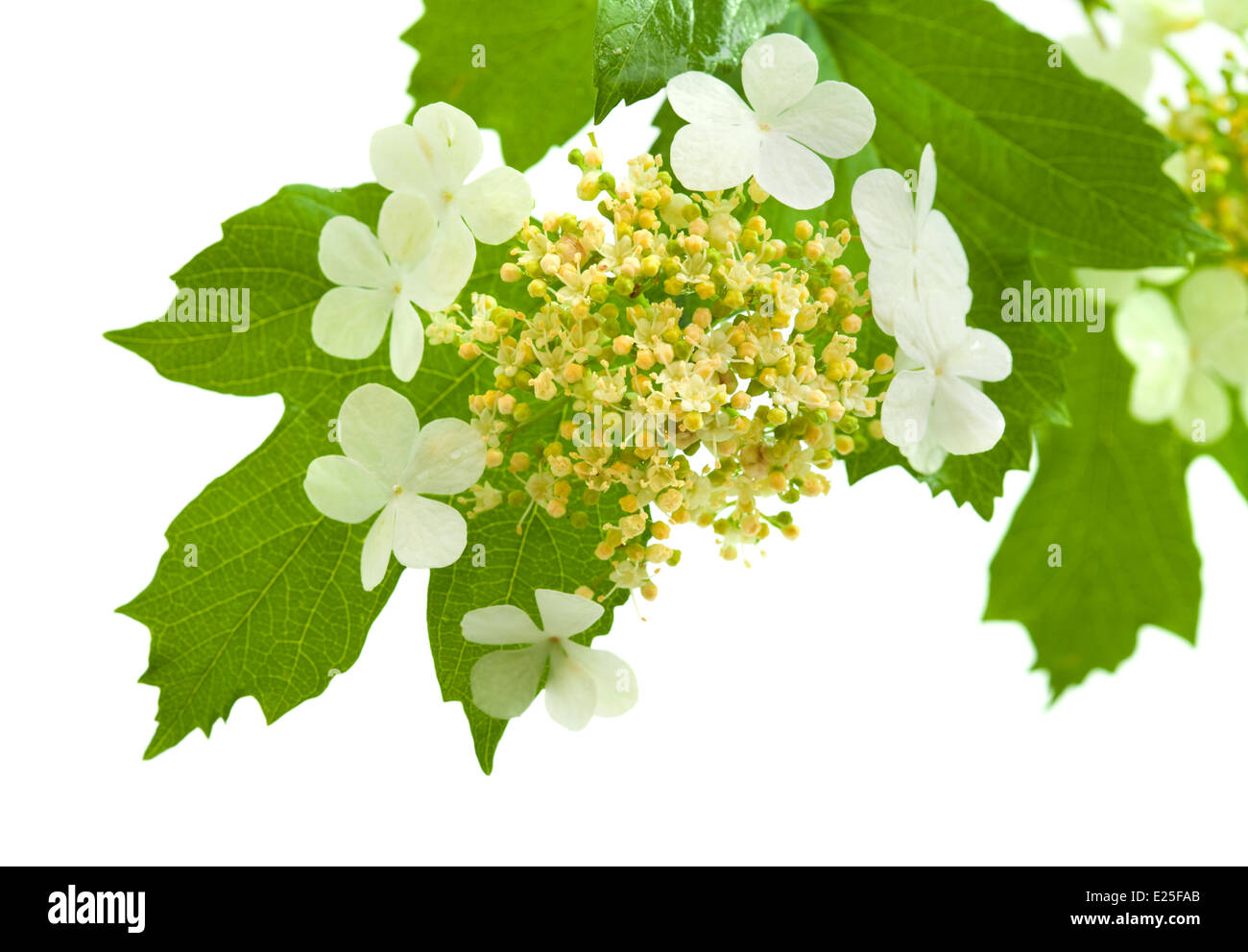 guelder rose flowers isolated on white Stock Photo - Alamy