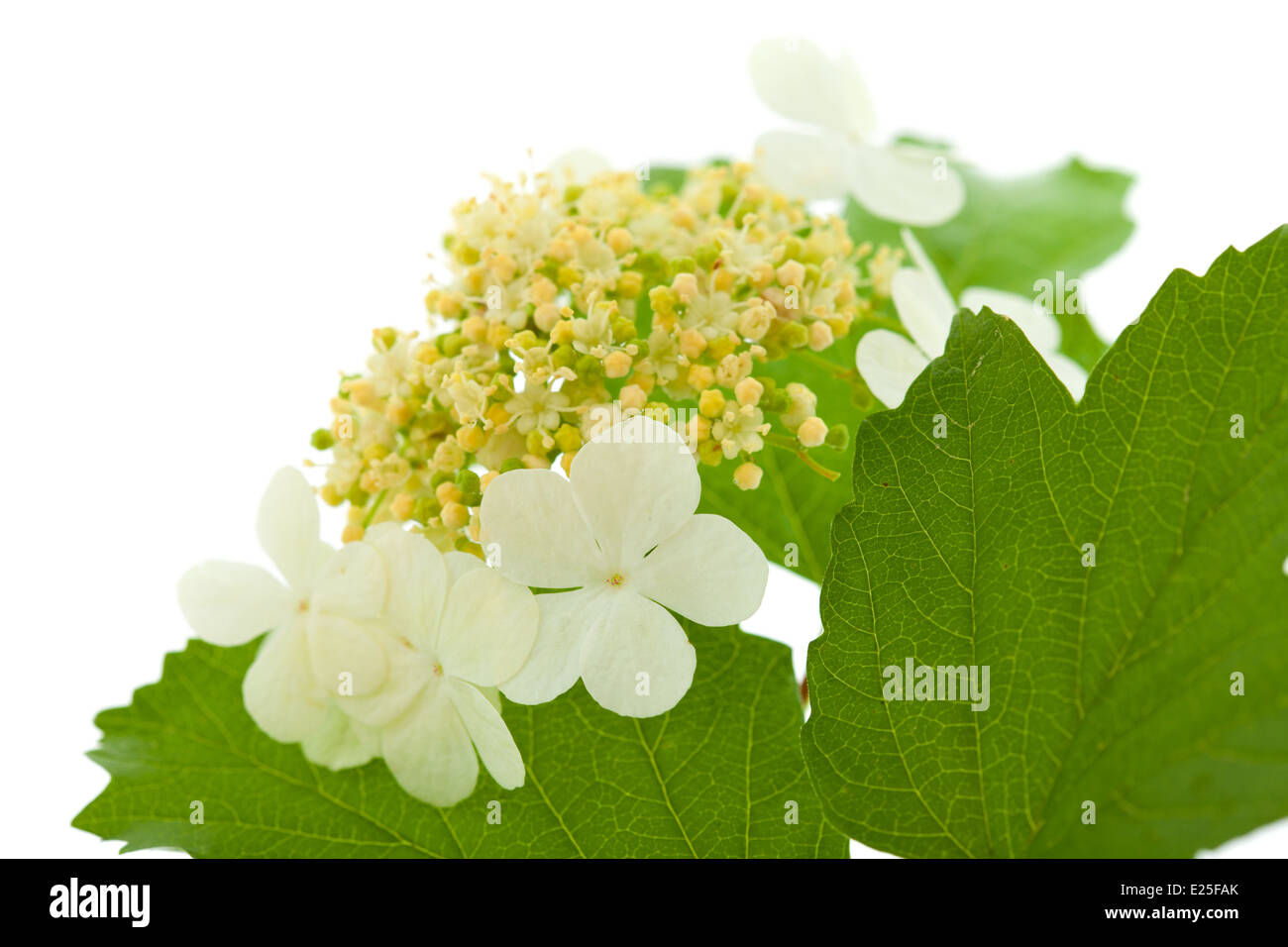 guelder rose flowers isolated on white Stock Photo - Alamy