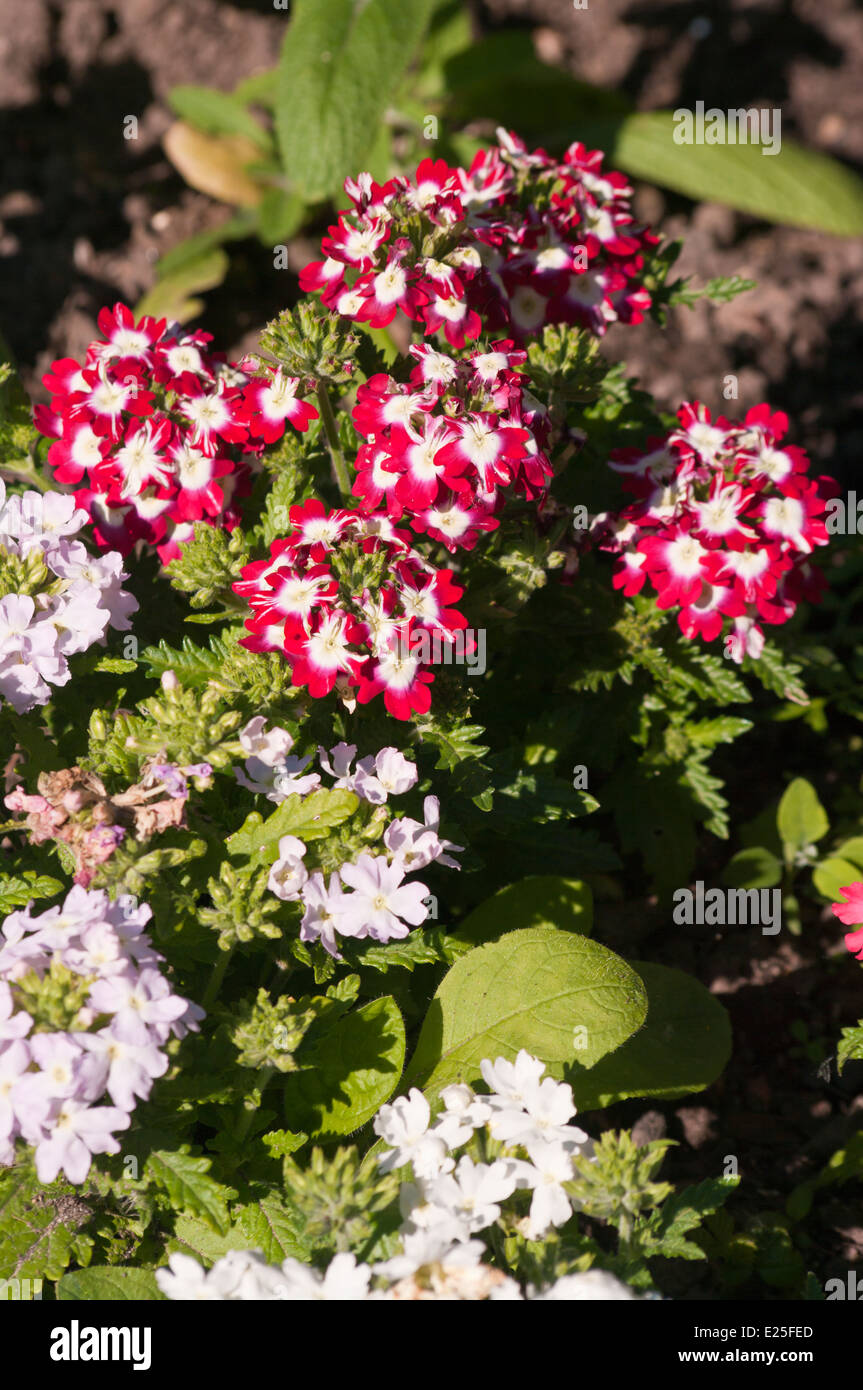 Red and White Verbena Stock Photo - Alamy