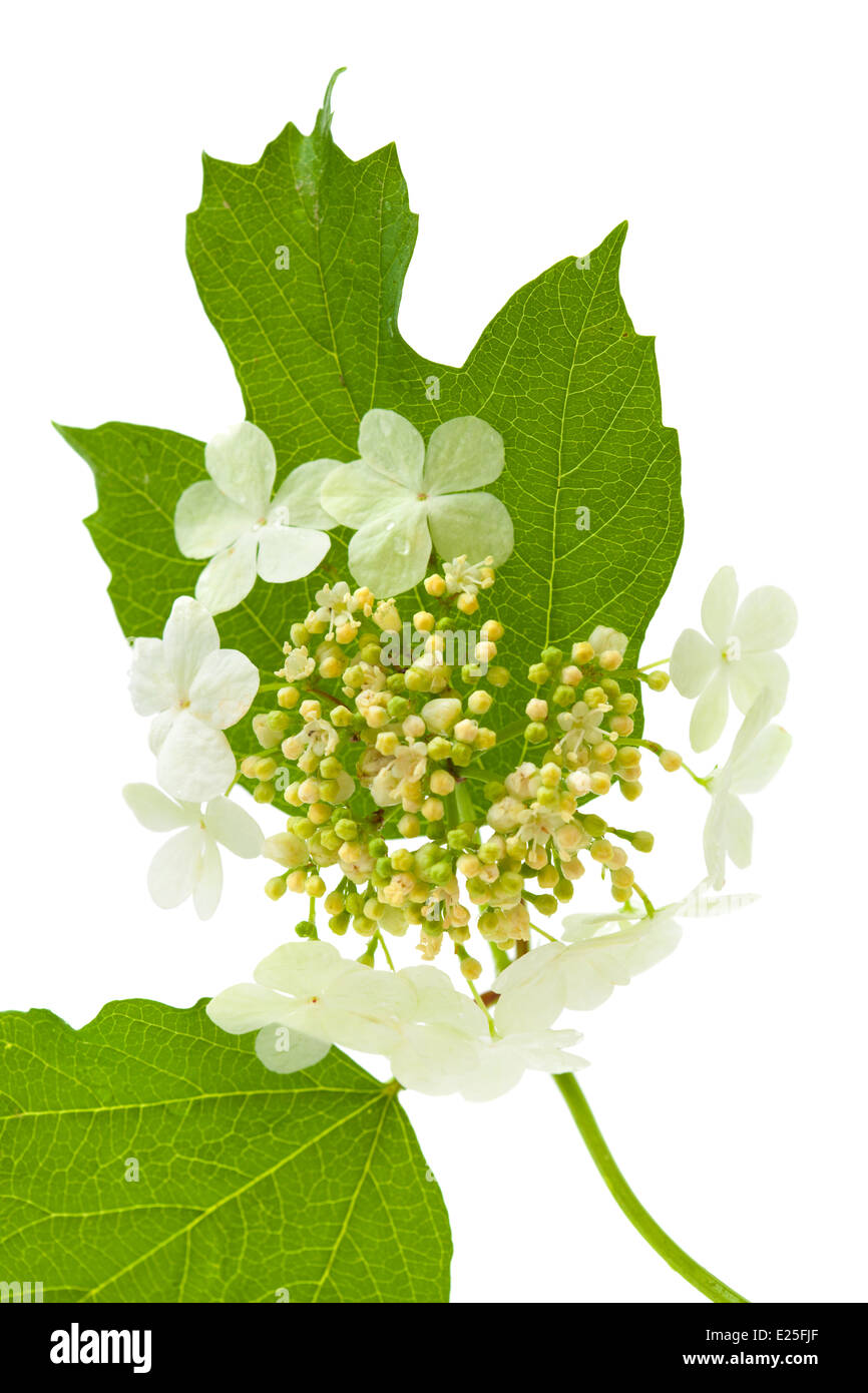guelder rose flowers isolated on white Stock Photo - Alamy